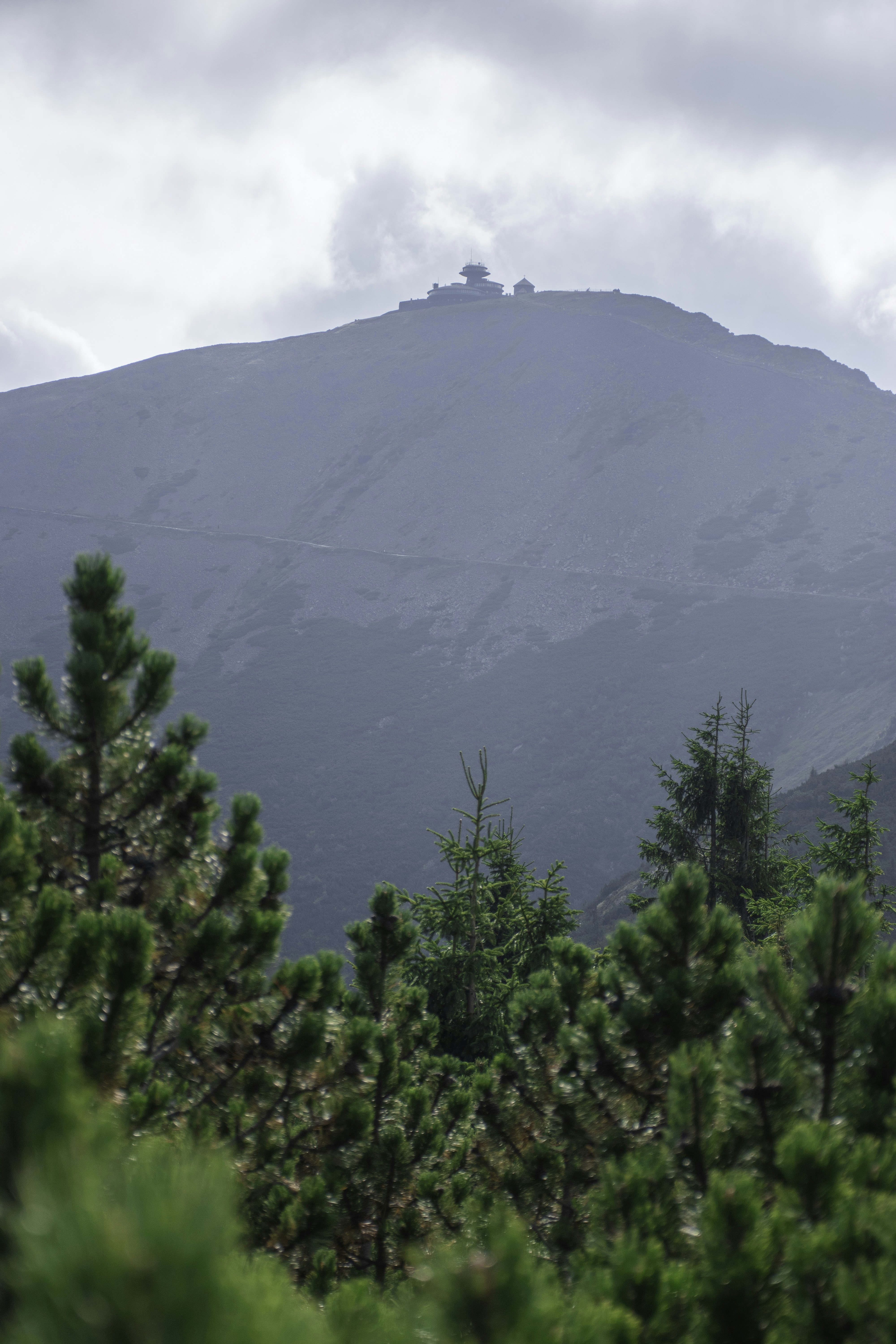 Misty mountain peak with evergreen trees in foreground