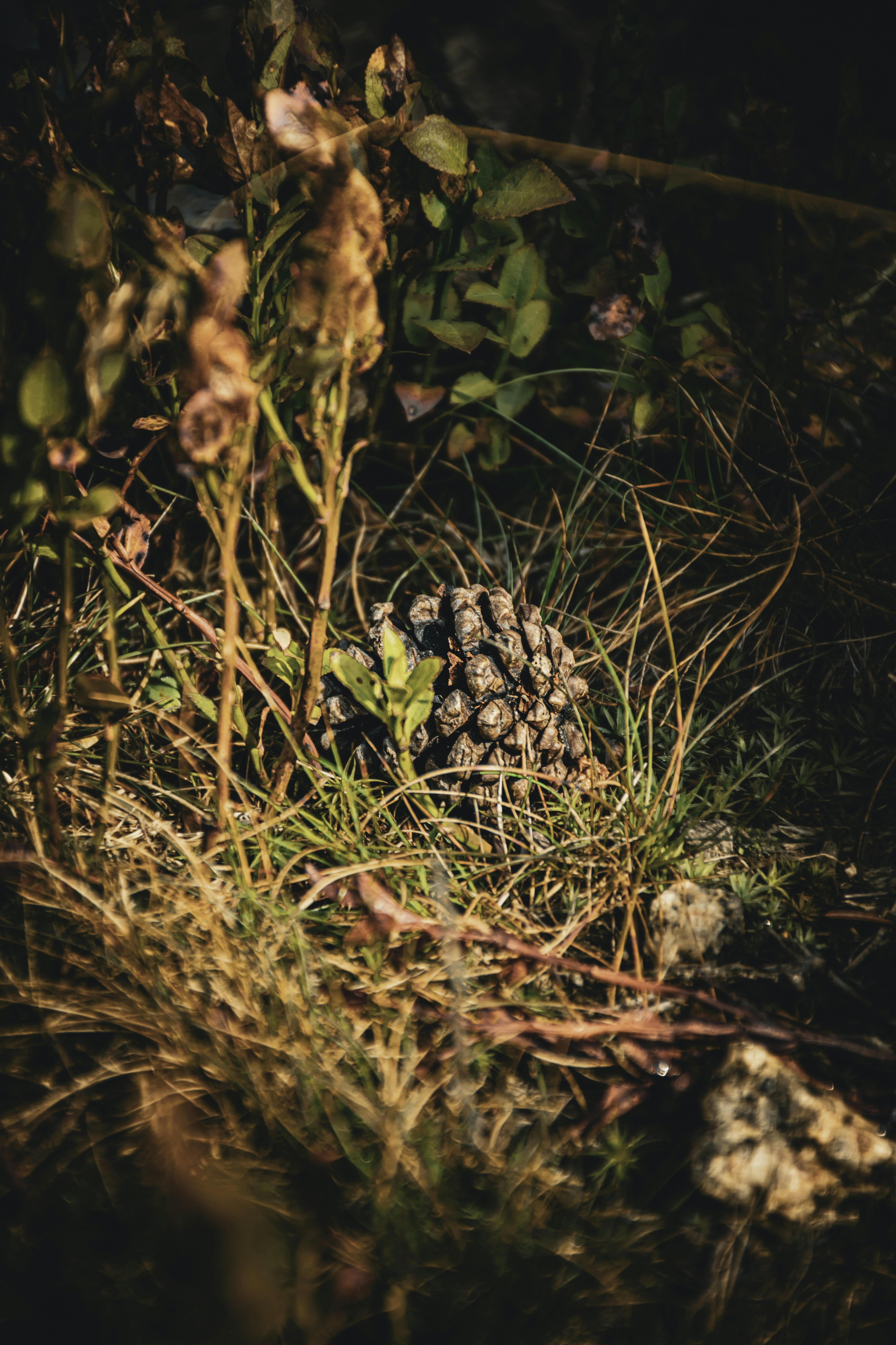 Nature's Textured Treasure