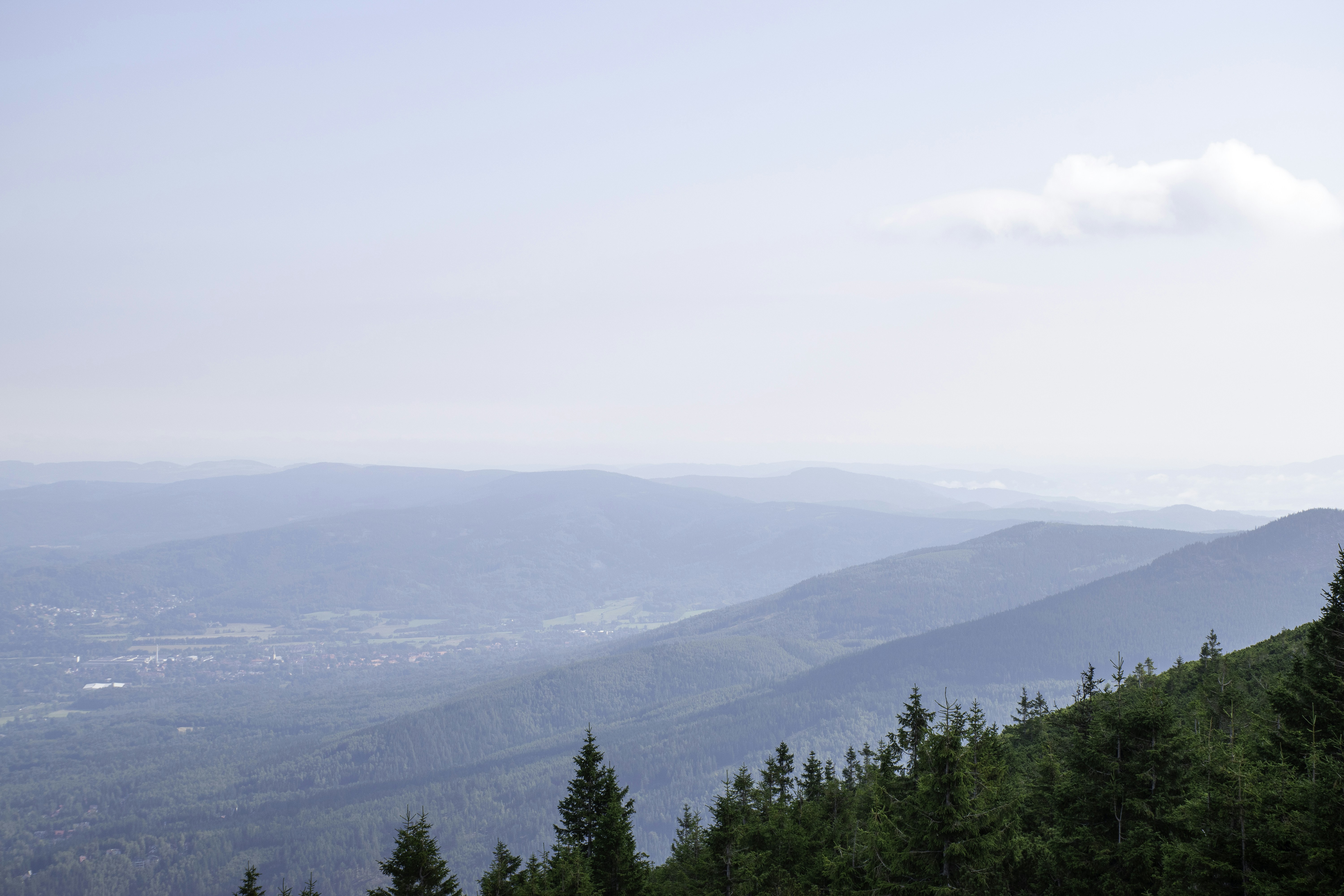 Misty mountain range with pine trees in foreground