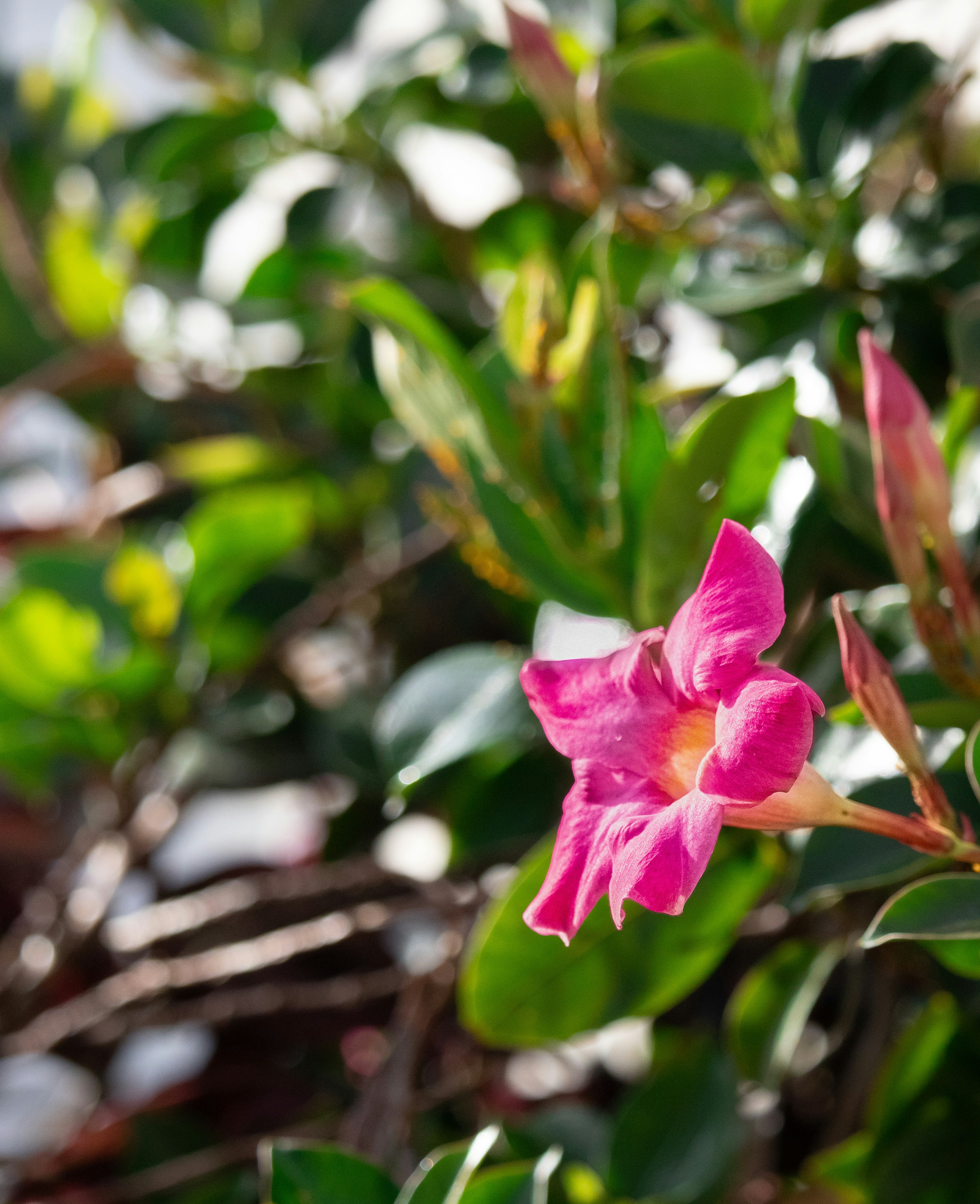 Mandevilla | A single pink flower blooms among green leaves.