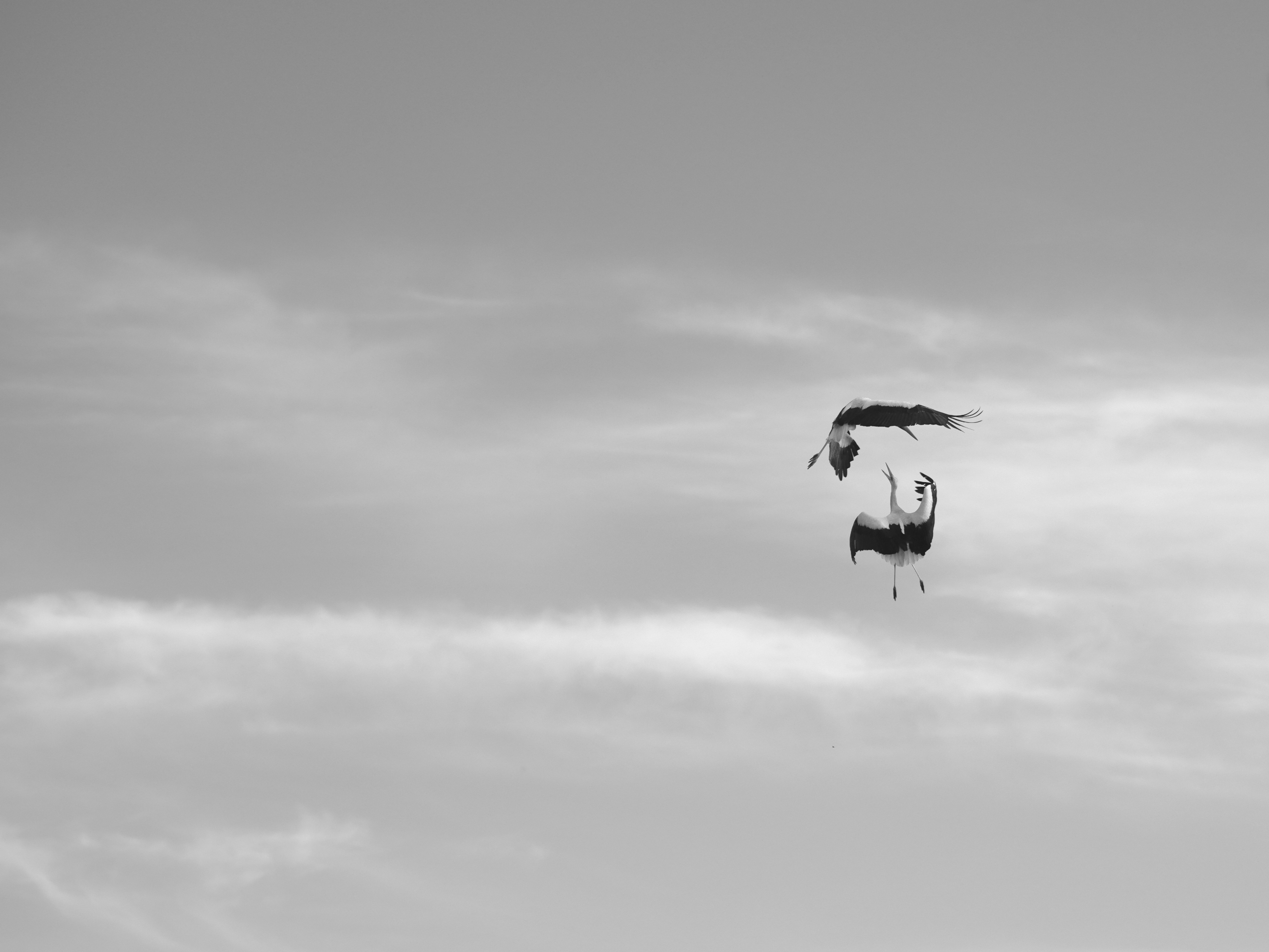 Dramatic Dance of Predation