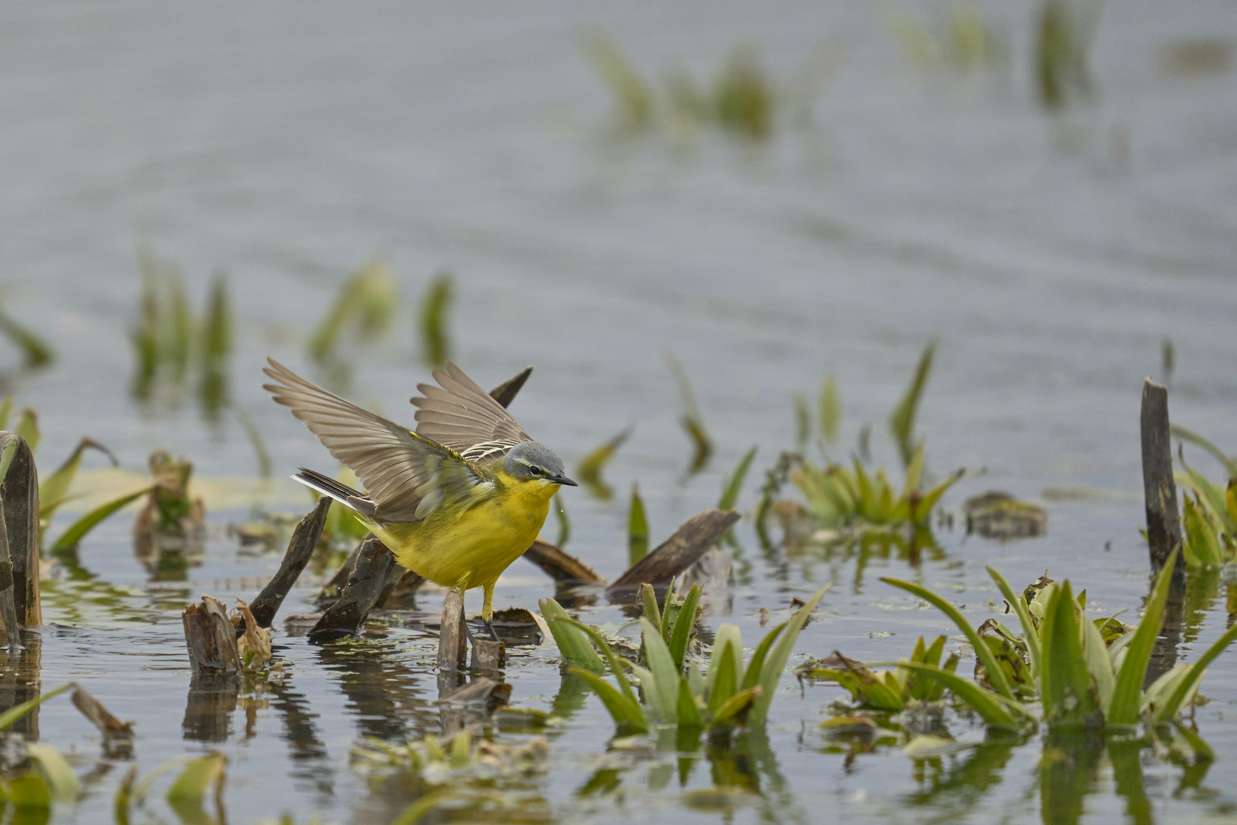 Dancing on Water: The Yellow Wagtail's Grace