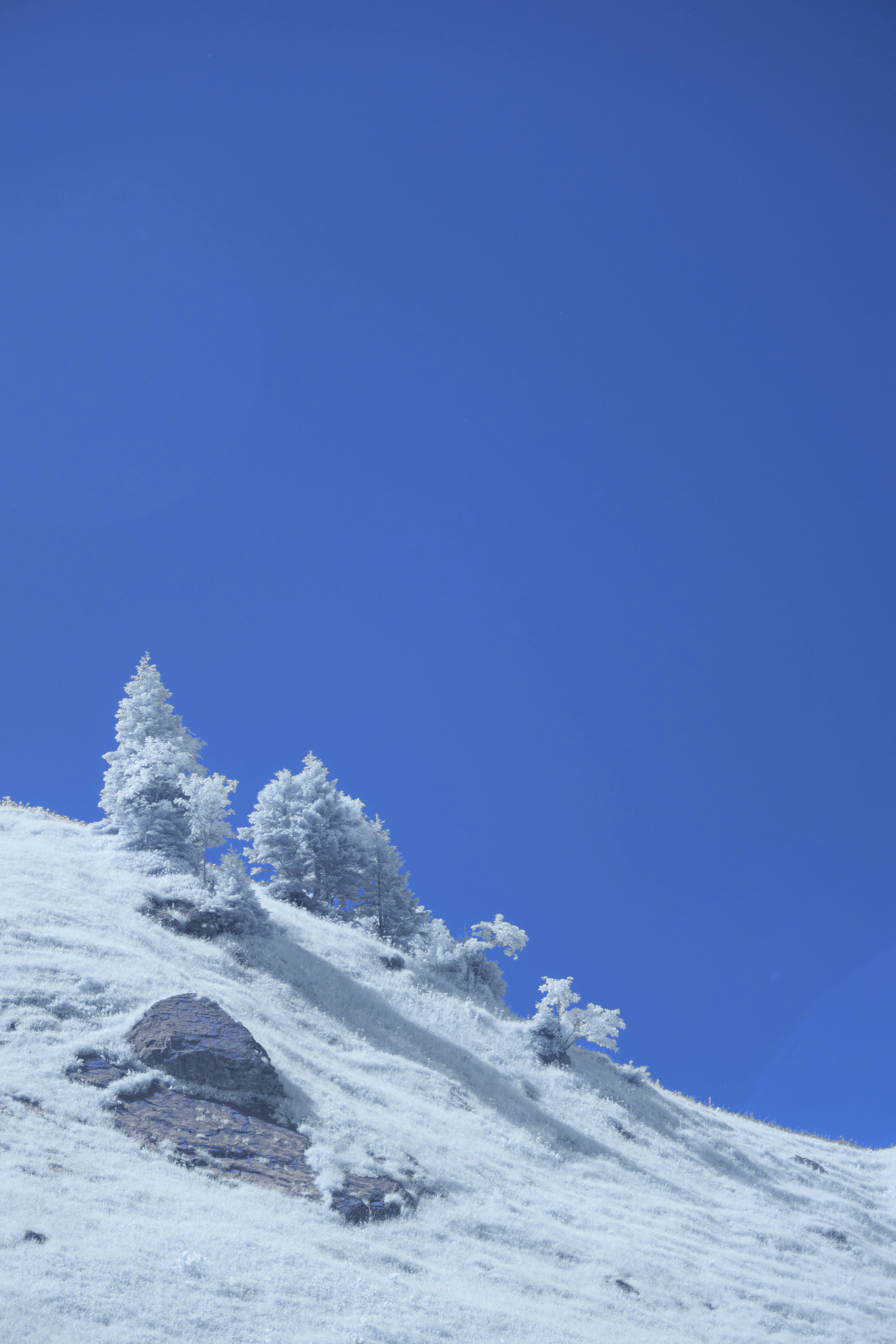 Whispers of Winter's Embrace