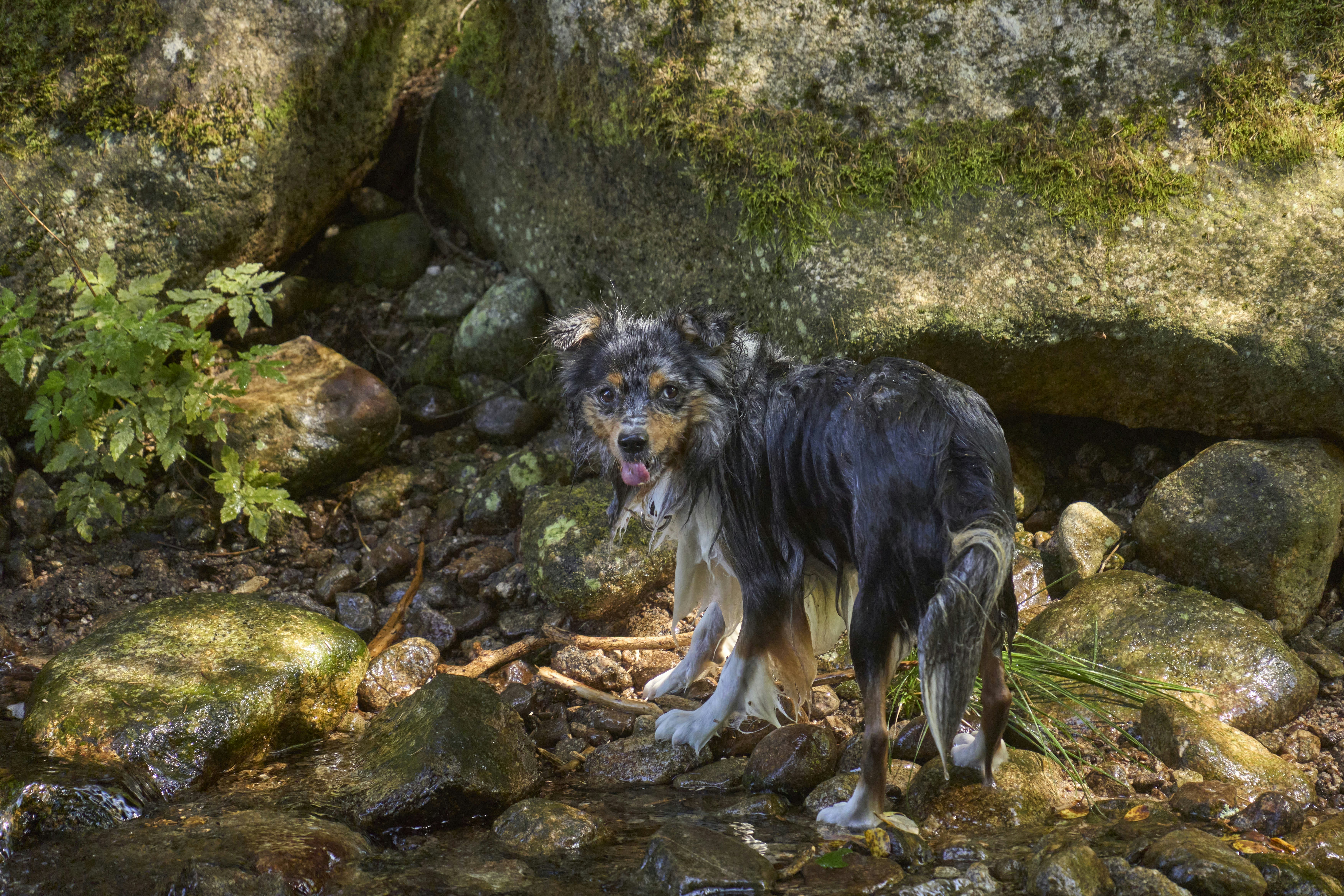A wet dog stands by rocks near water