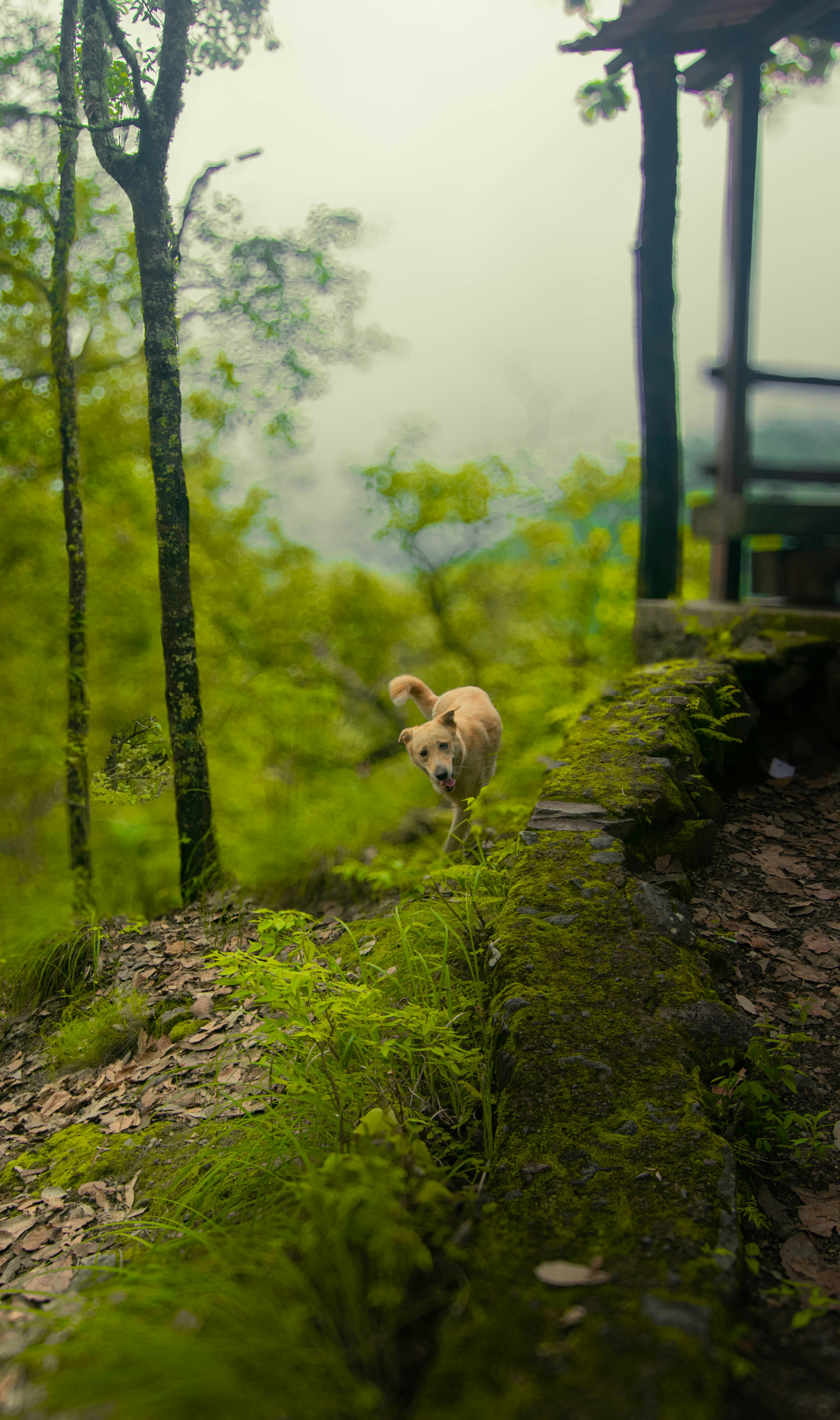 Whiskers in the Wilderness: A Canine's Journey