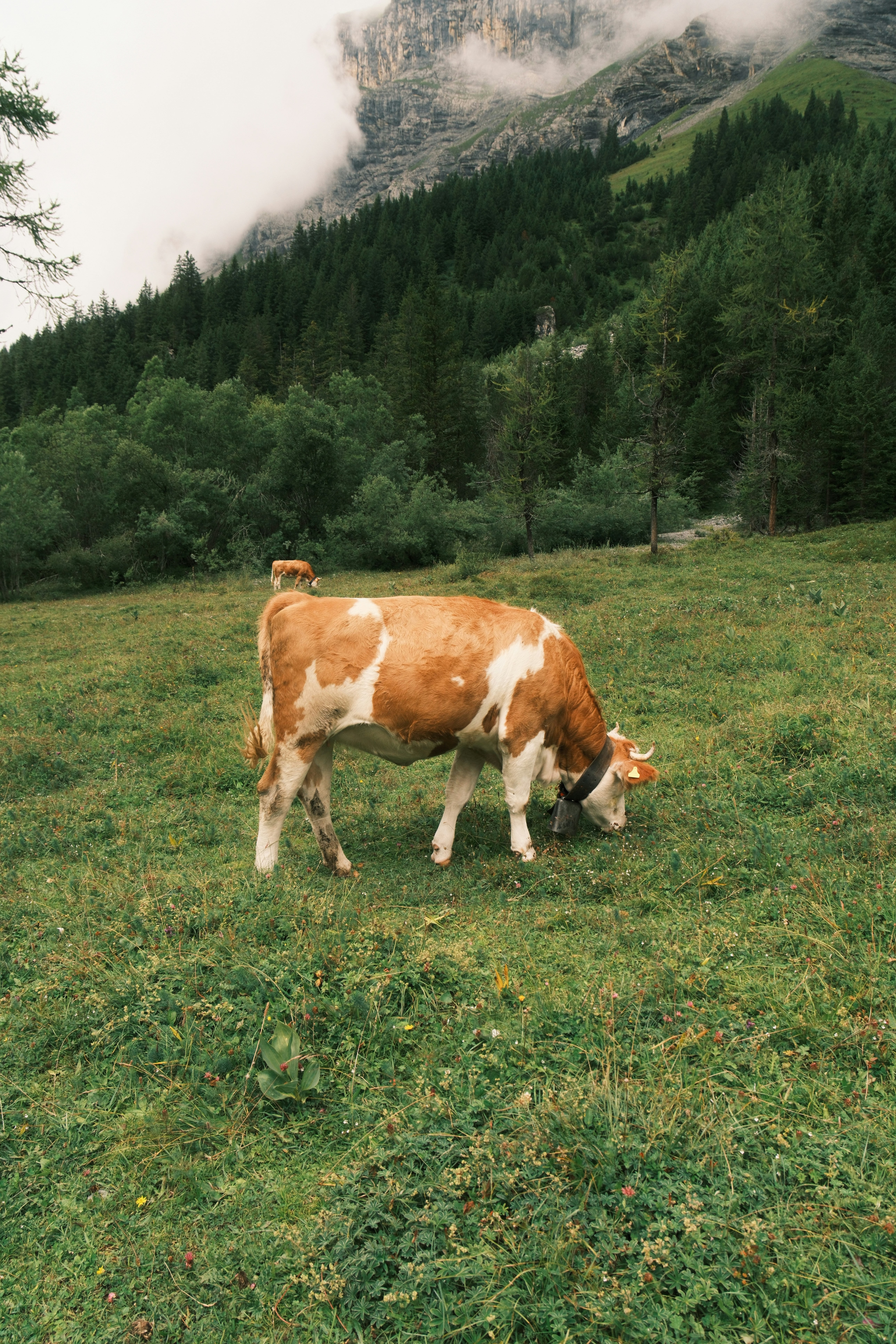 A cow grazes in a grassy field with mountains behind.