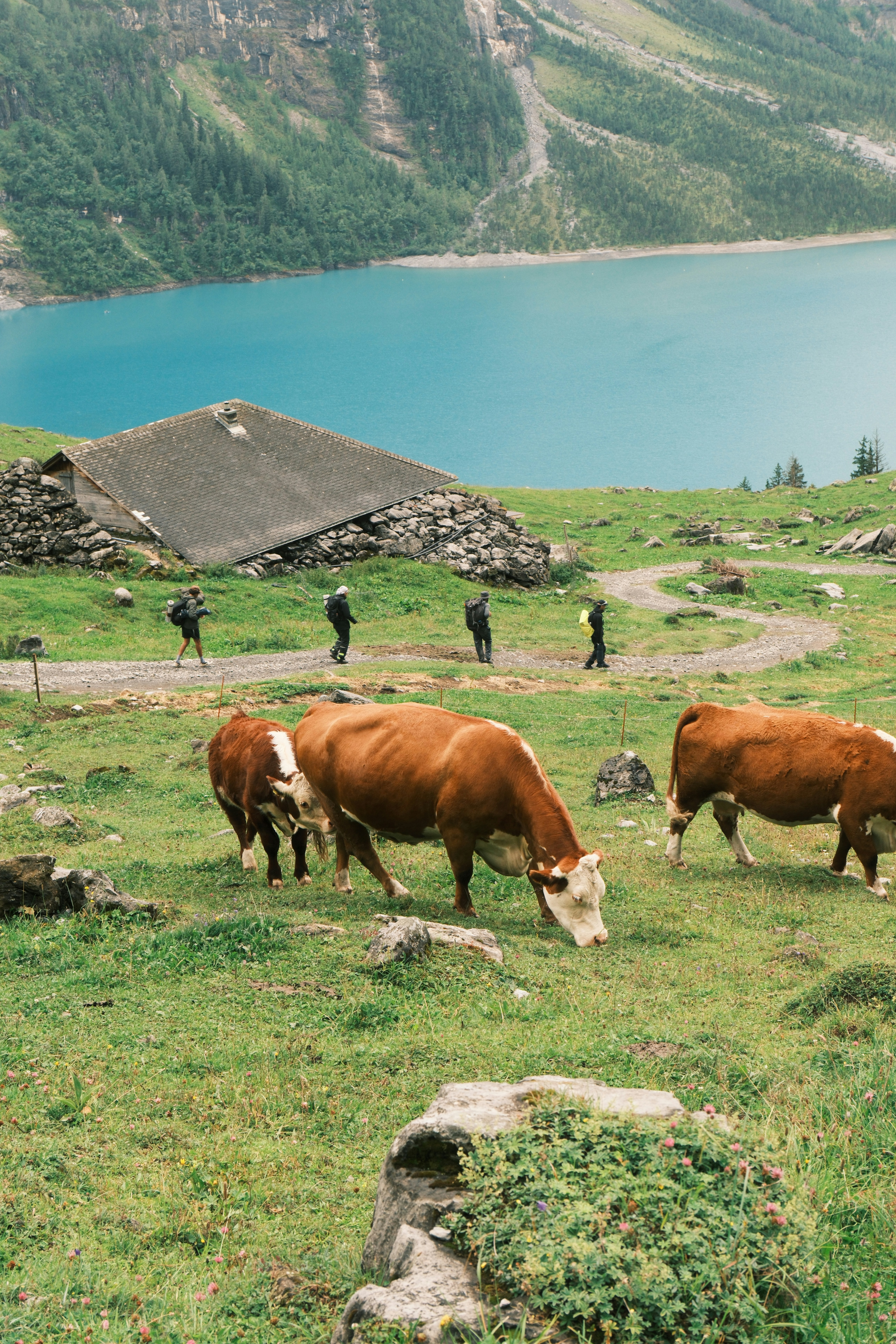 Serene Pastures by the Emerald Lake