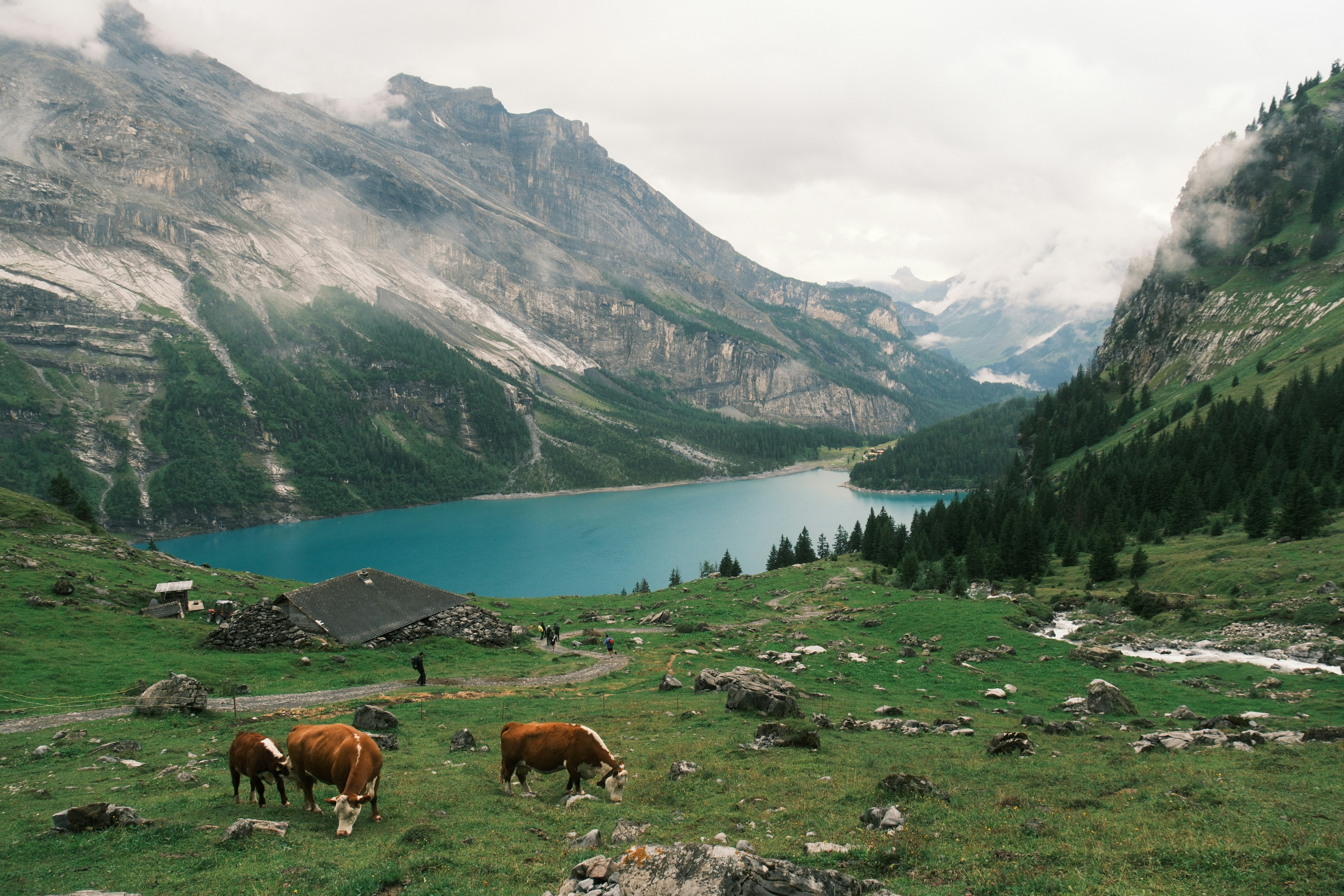 Serenity in the Swiss Alps: Cattle Grazing by the Lake