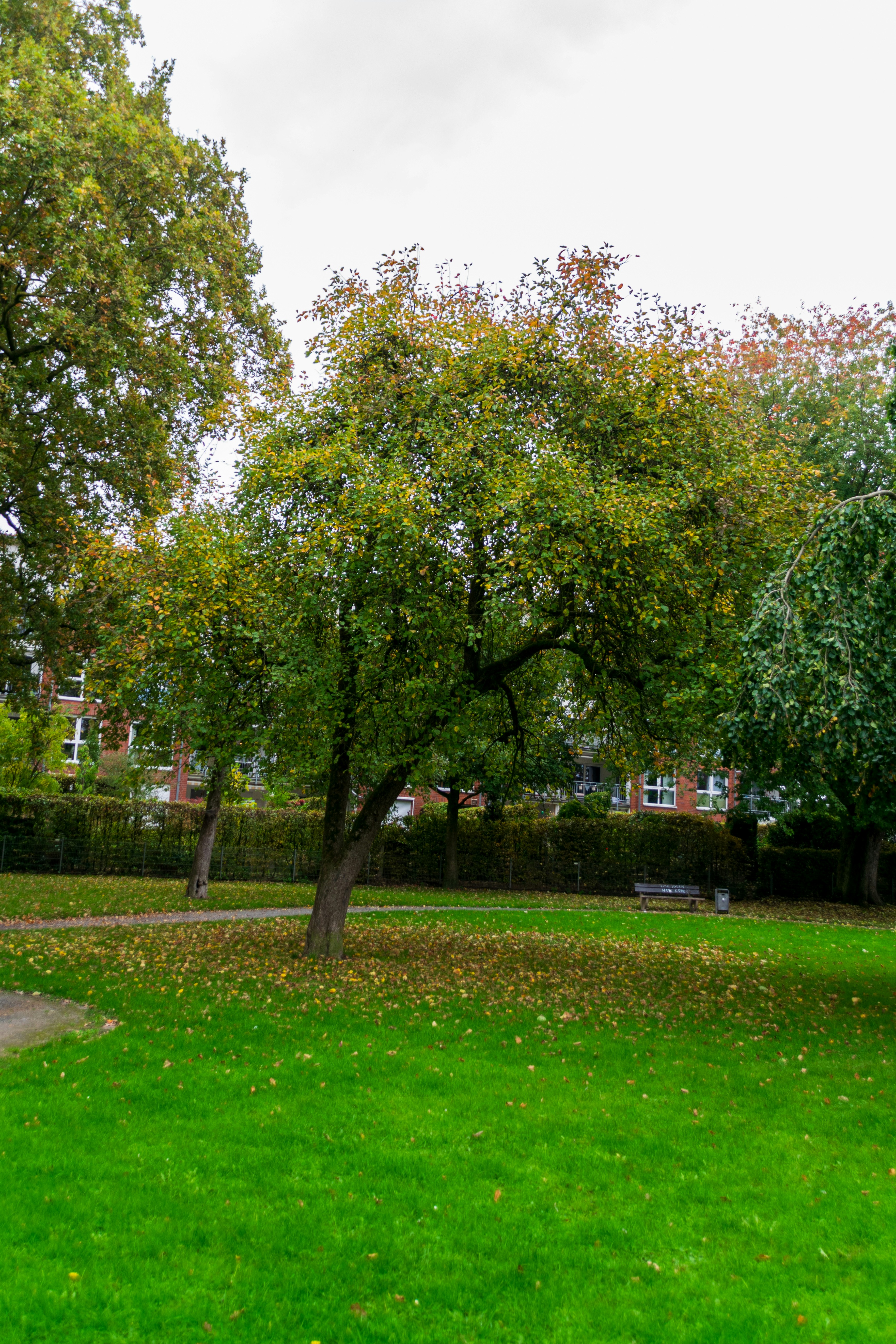 A park with green grass and trees in autumn.