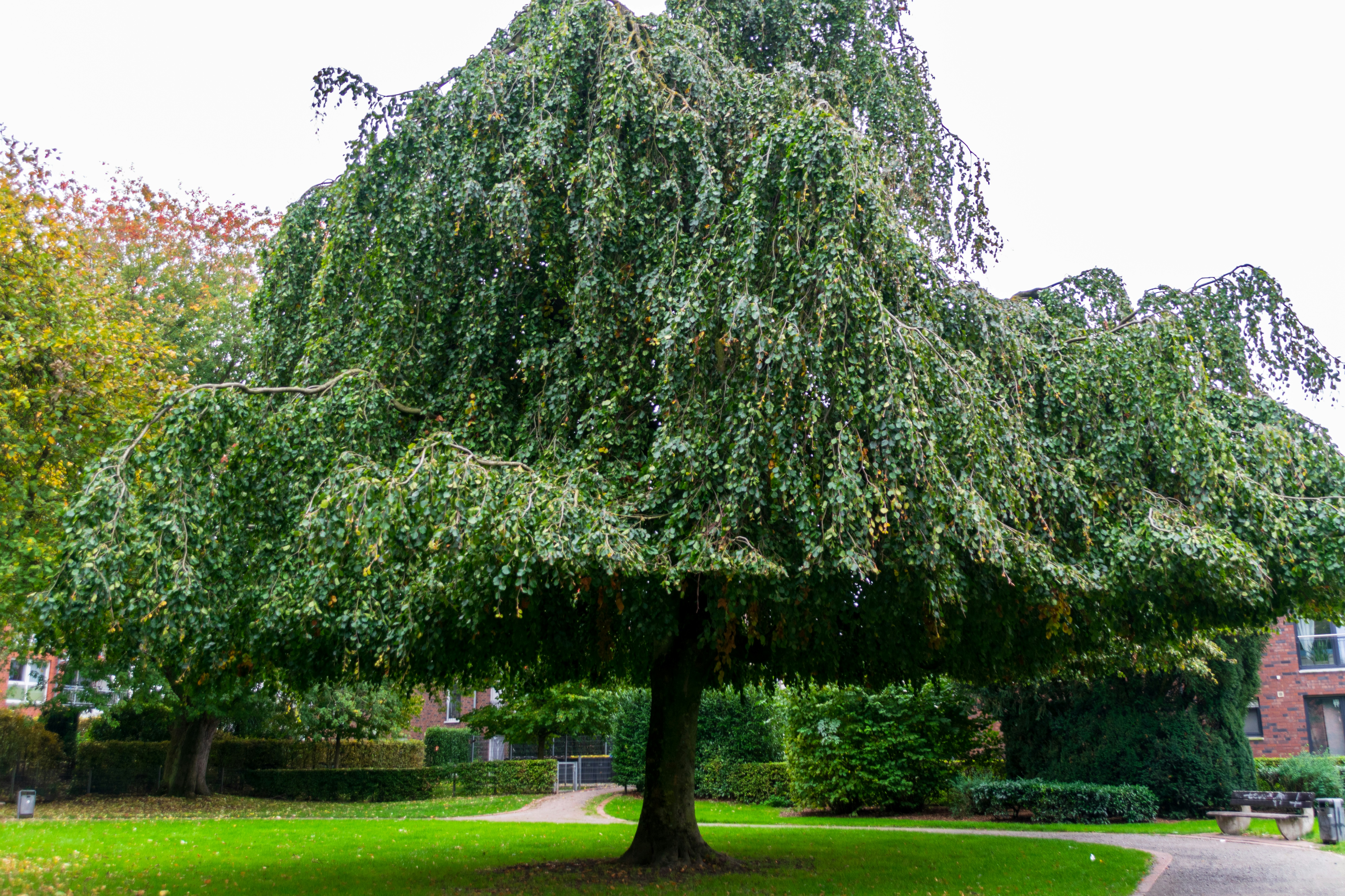 The Embrace of Nature's Canopy