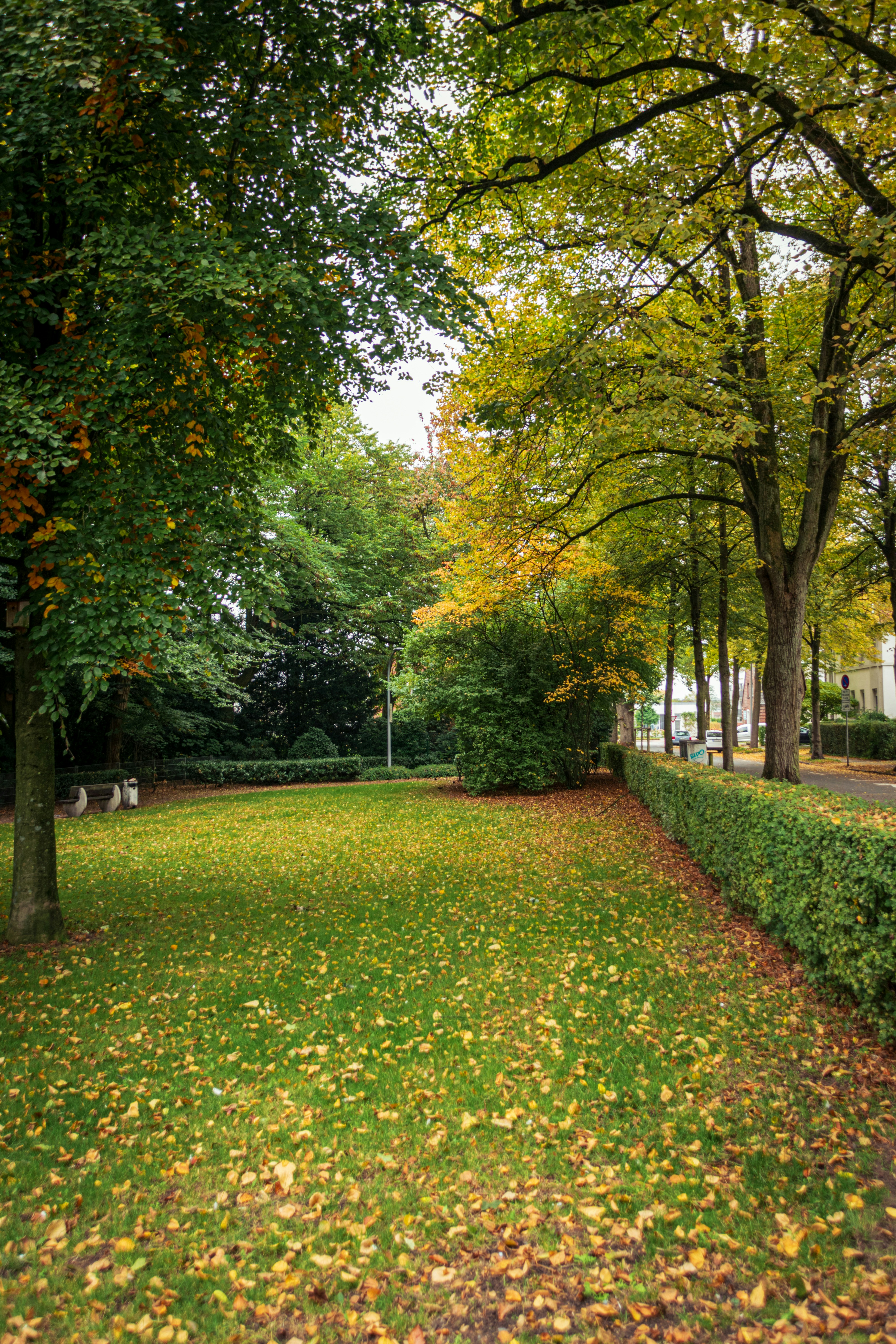 Autumn park with fallen leaves on green grass