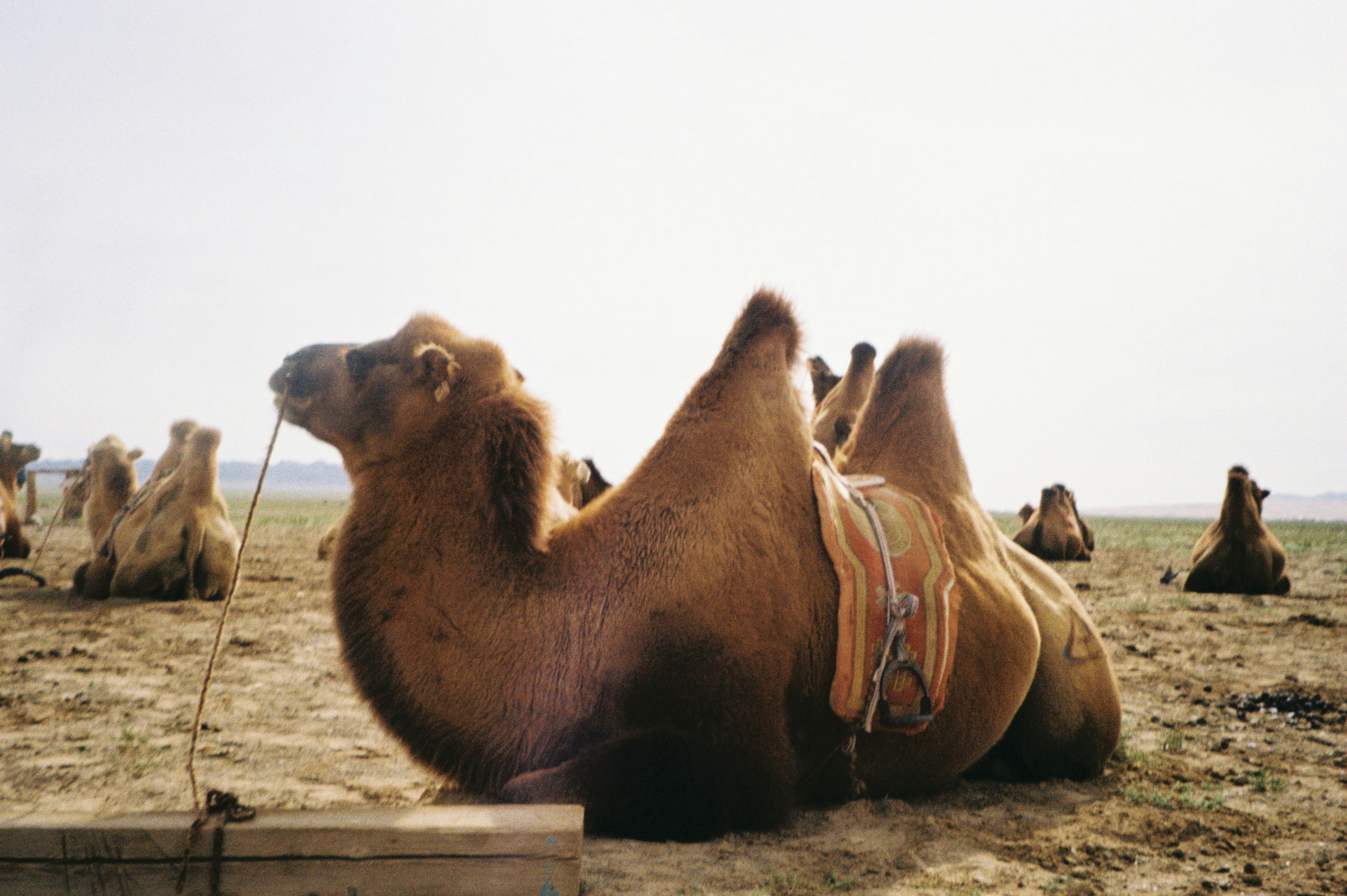 Camel Toe Public Scroller Pictures | Download Free Images on Unsplash