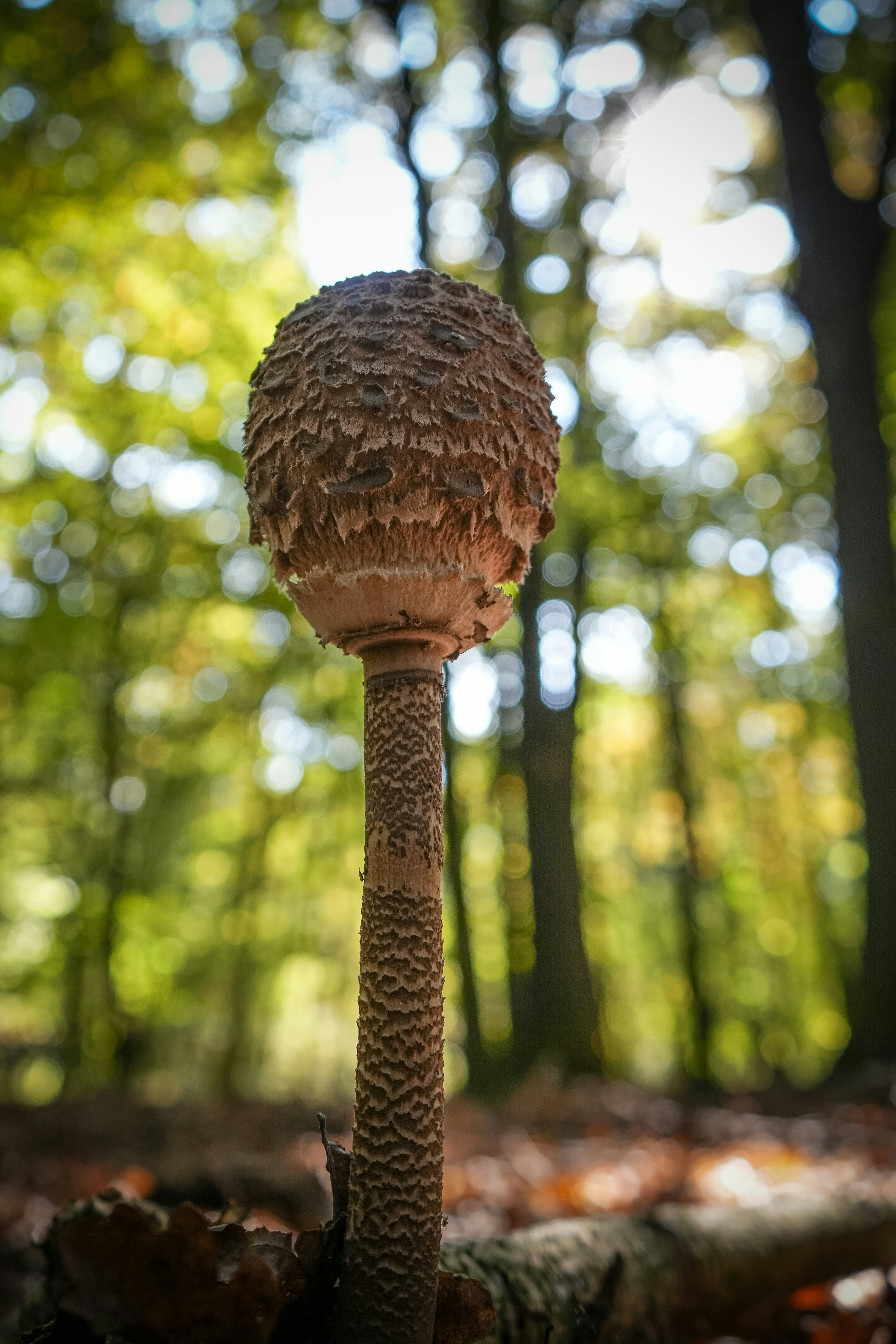 A tall mushroom stands in a sunlit forest.