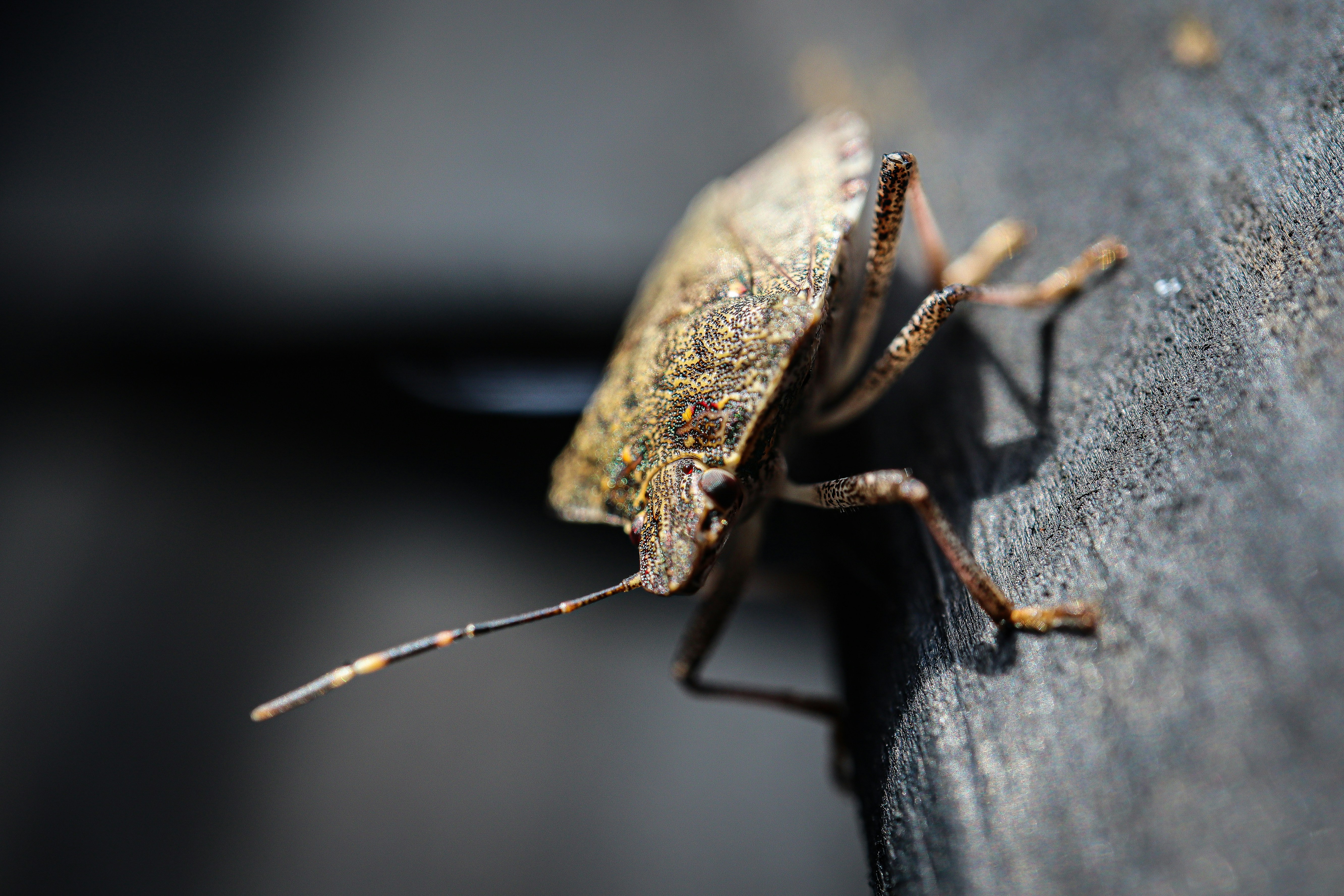 Close-up of a brown stink bug on a dark surface