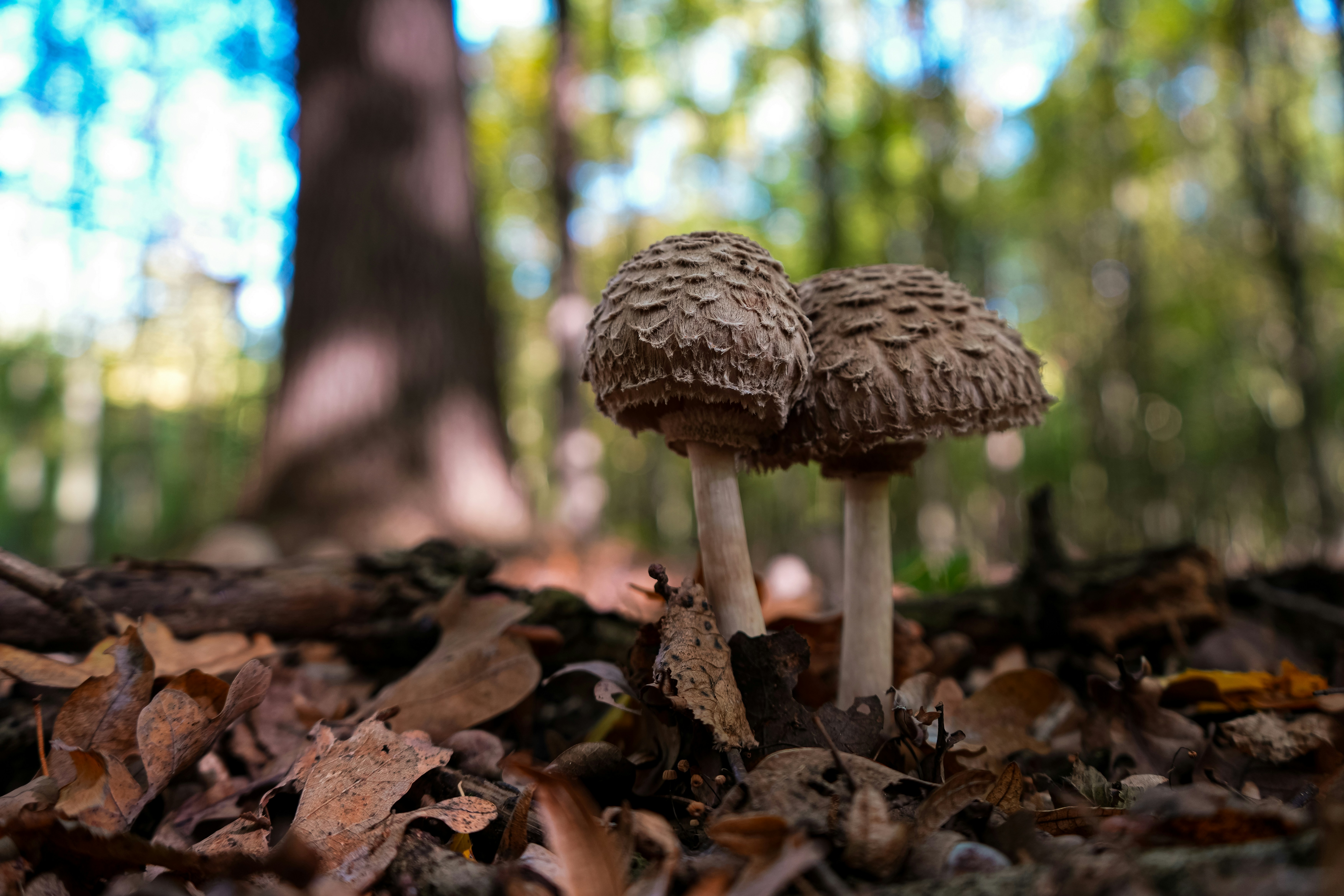 Two mushrooms growing among fallen leaves in forest