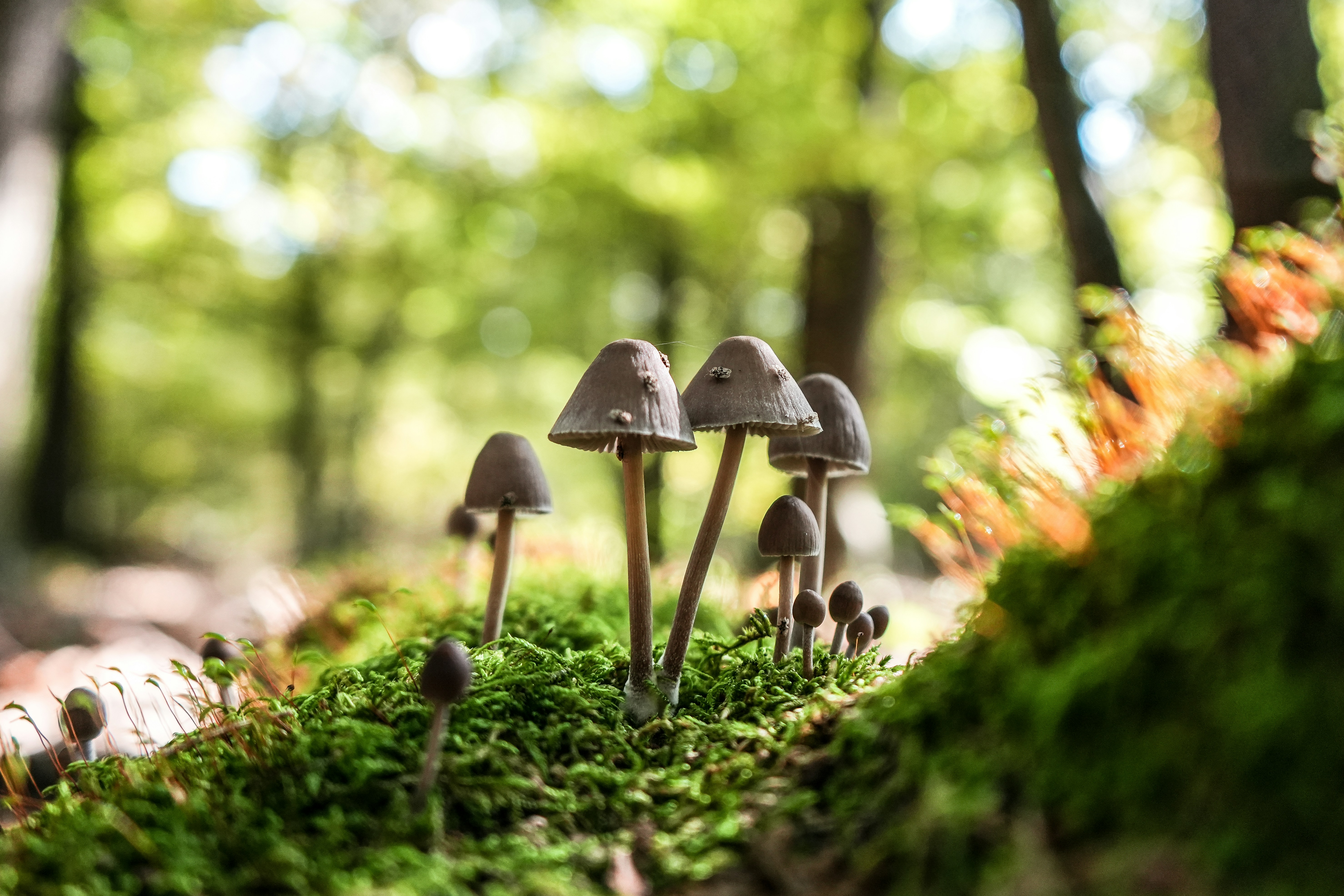 Mushrooms growing on mossy ground in a forest.
