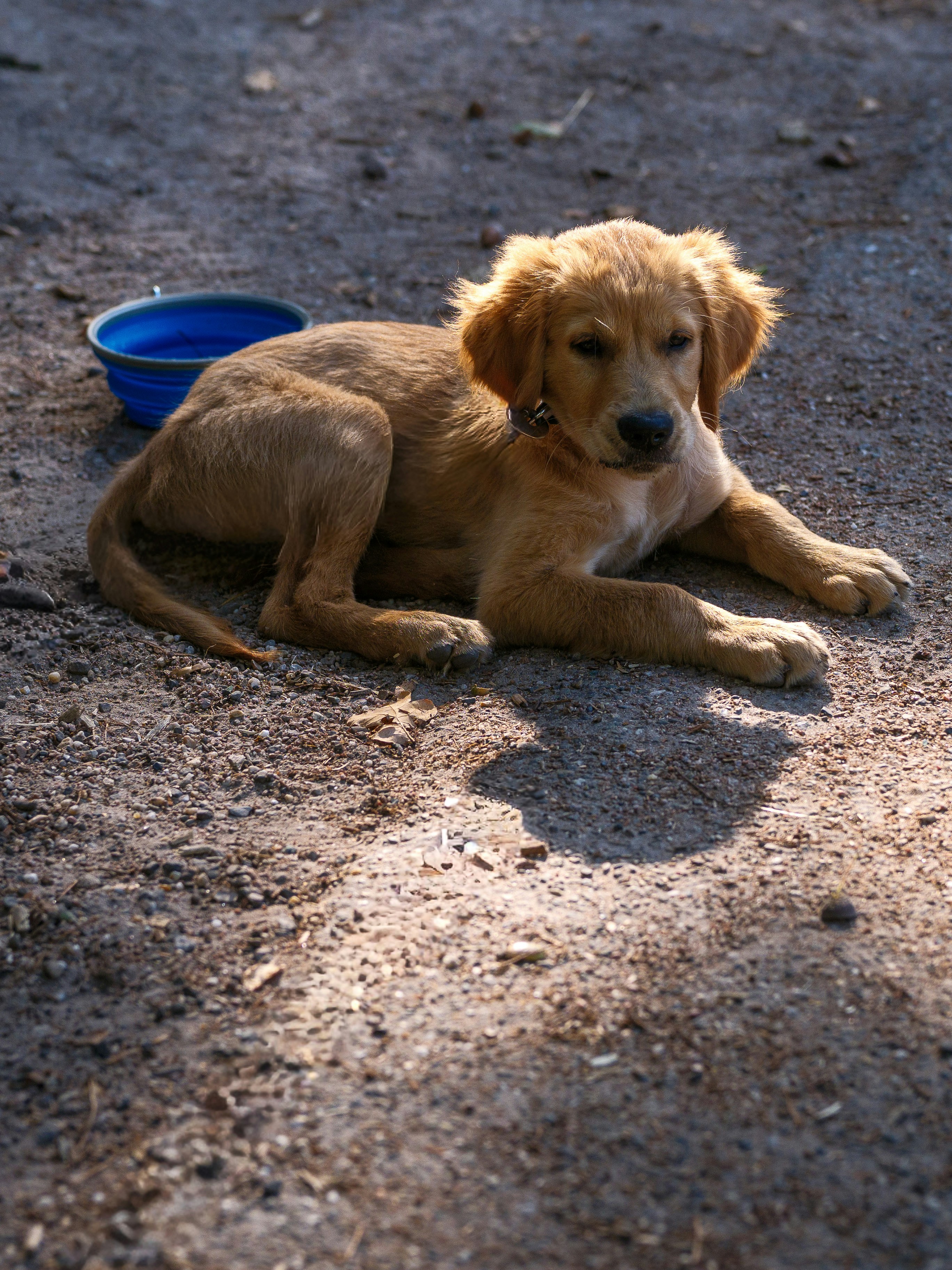 Lazy Afternoon with a Golden Pup