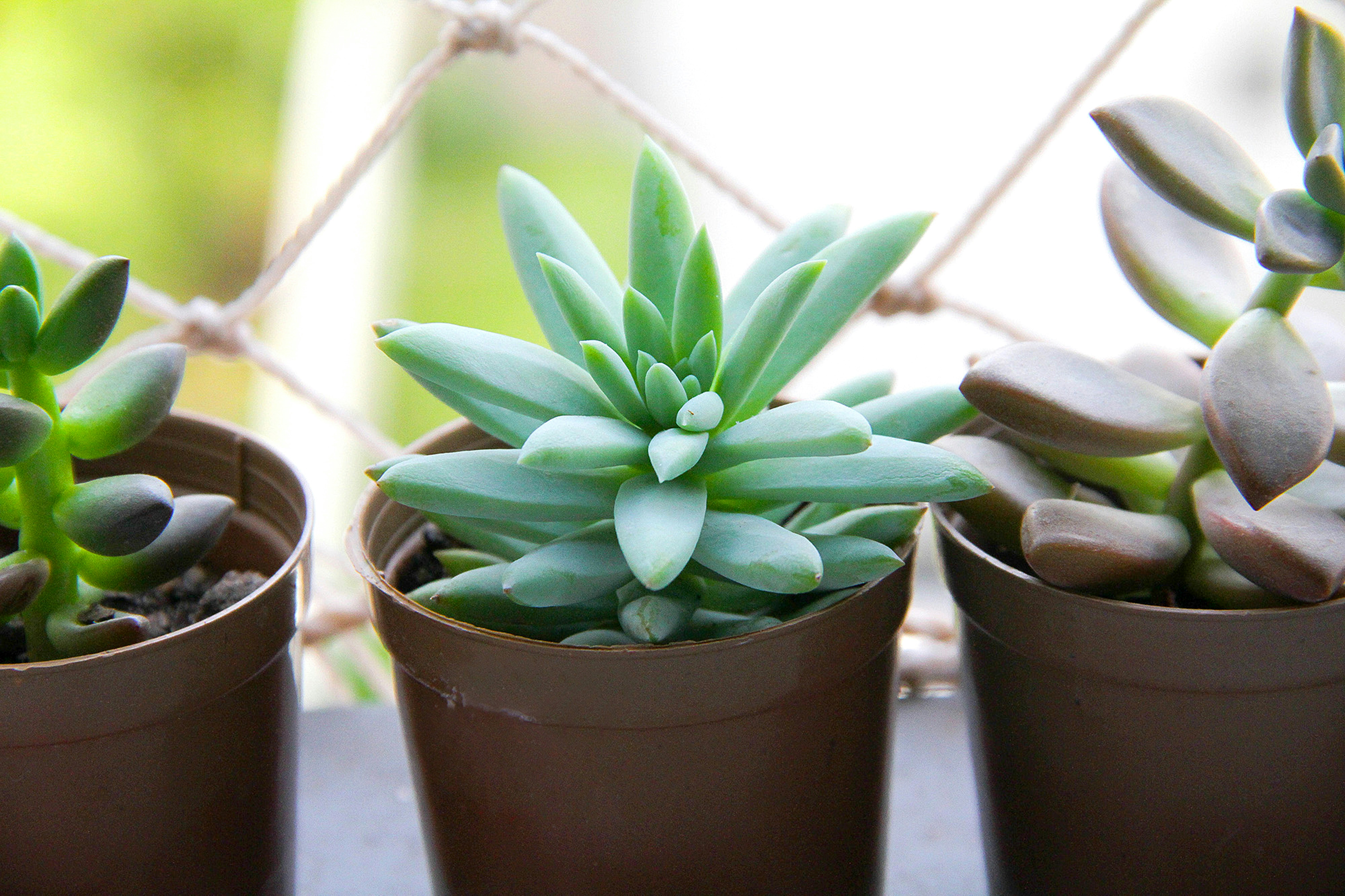 Three small succulent plants in brown pots.