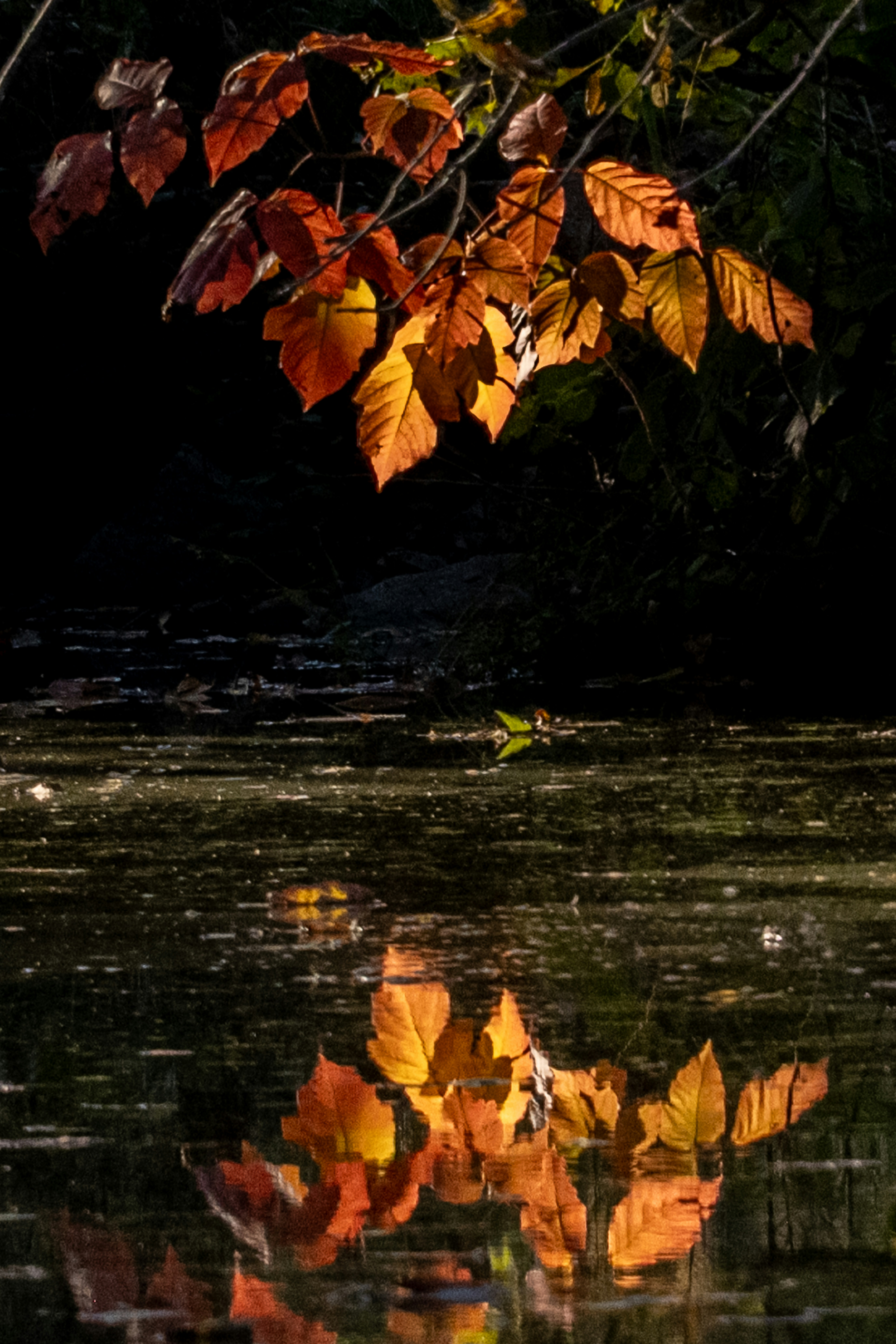 Fall reflection on the Schuylkill Canal, Phoenixville. | Autumn leaves reflecting on dark water surface