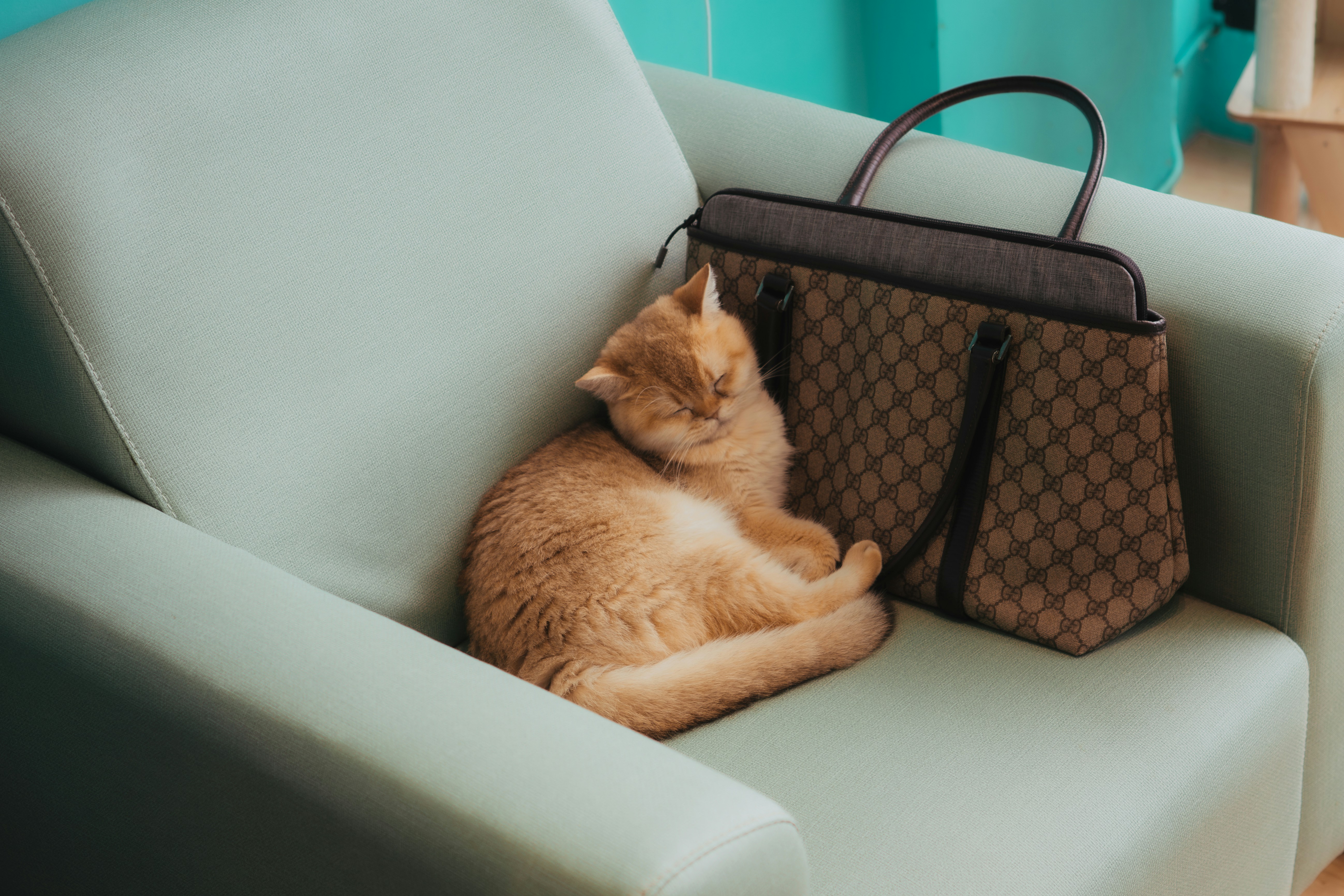A ginger kitten is curled in peaceful slumber on a soft, mint-green armchair, nestled beside a chic, monogrammed handbag with a laptop bag peeking out. This juxtaposition, captured in a Taichung cat cafe, illustrates the balance between rest and busy work life. | A fluffy orange cat sleeps on a mint green armchair.