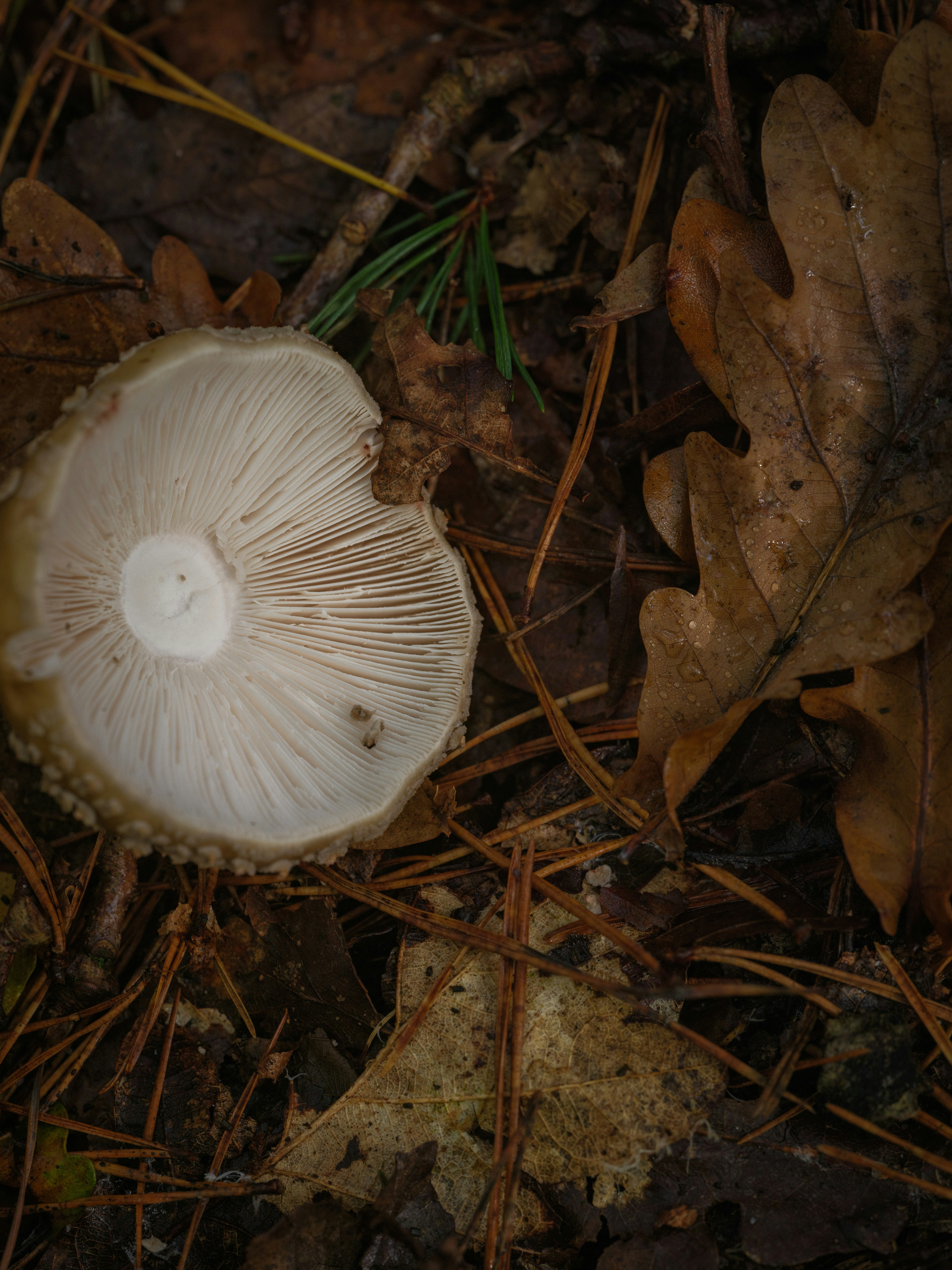Gilled Lantern on the Forest Floor: A solitary white mushroom among pine needles and fallen leaves.