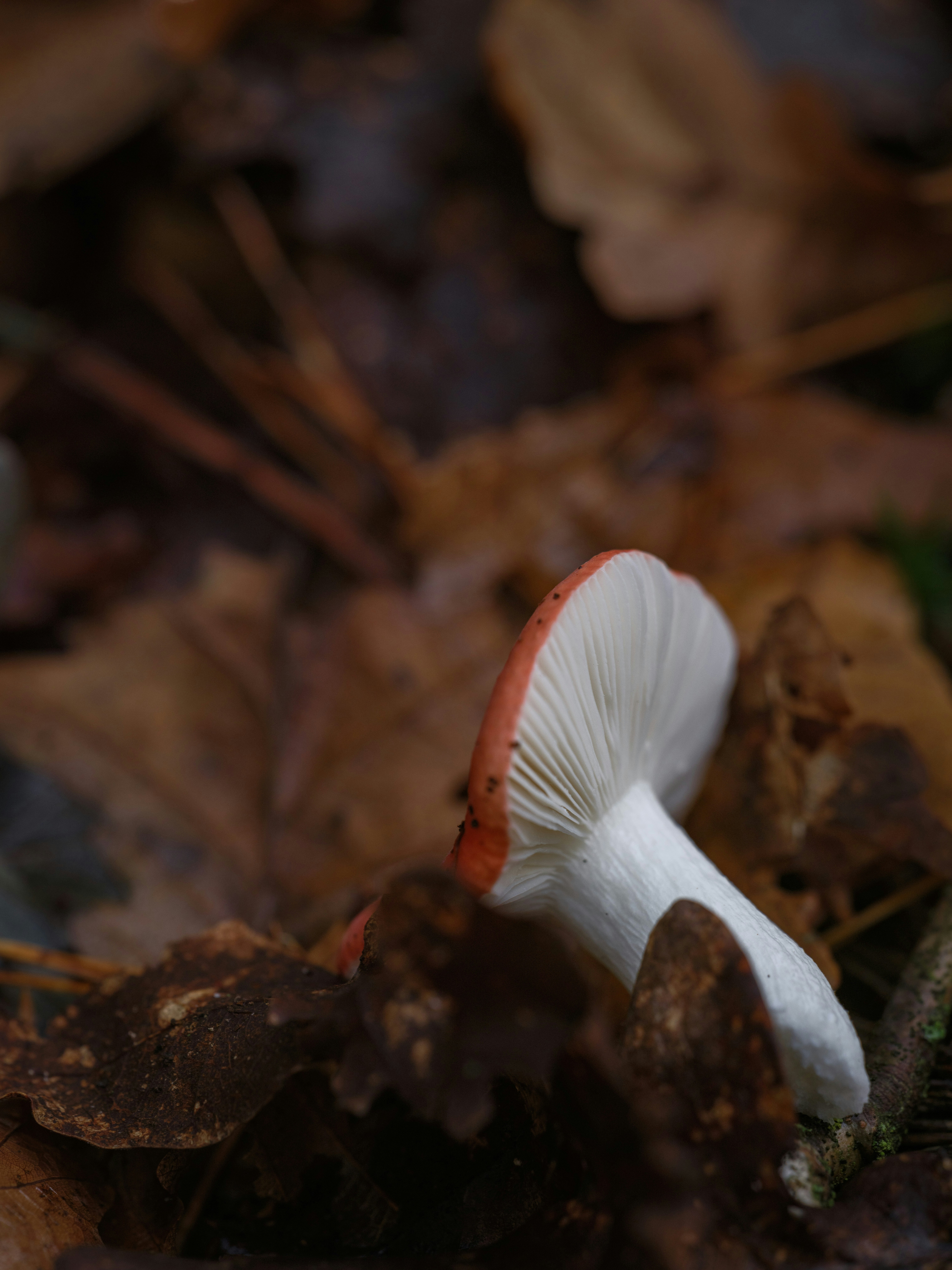 A delicate mushroom emerges from a bed of autumn leaves, showcasing its vibrant cap and gills. The scene captures the essence of nature's quiet beauty.