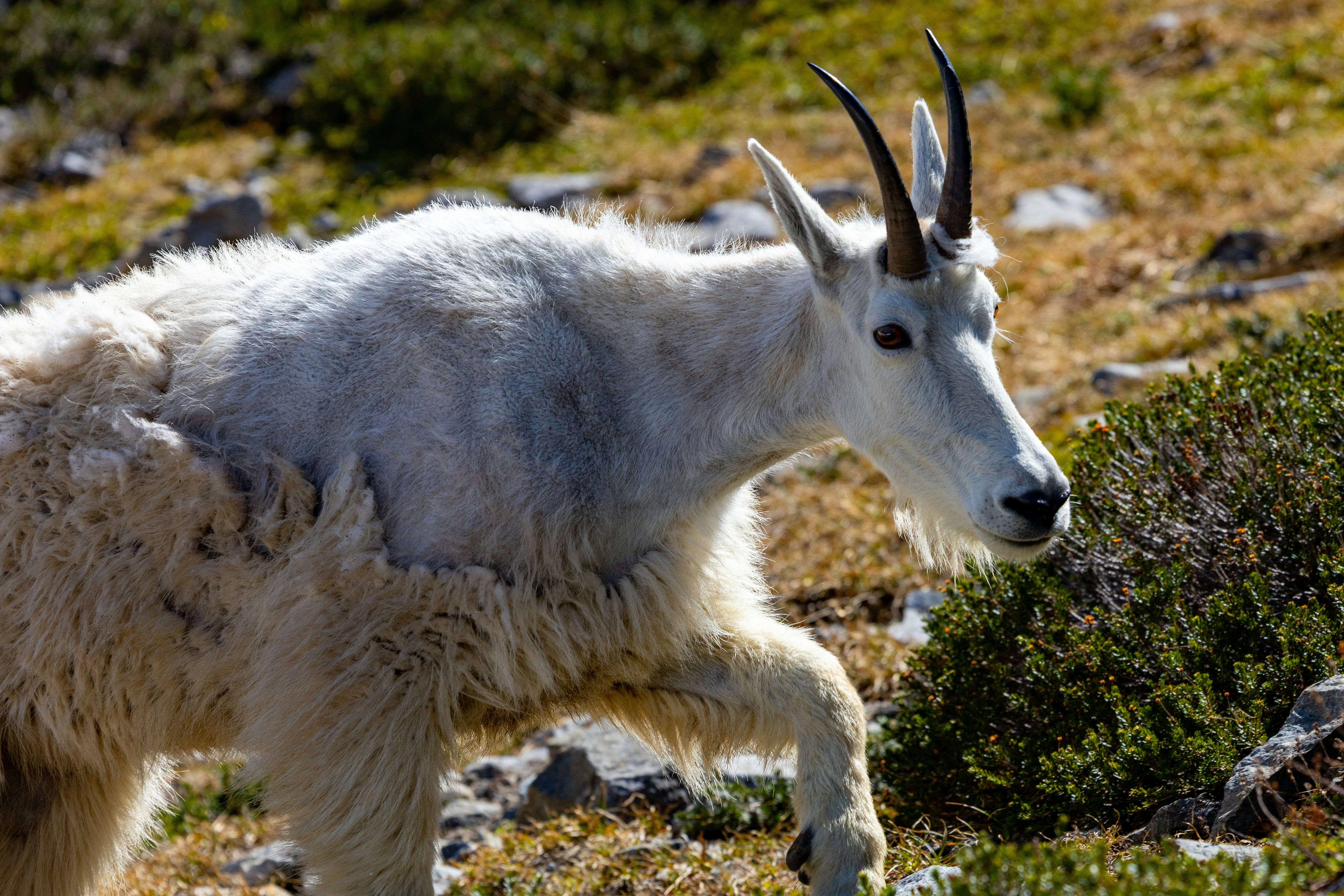 Mountain Goat's Graceful Ascent