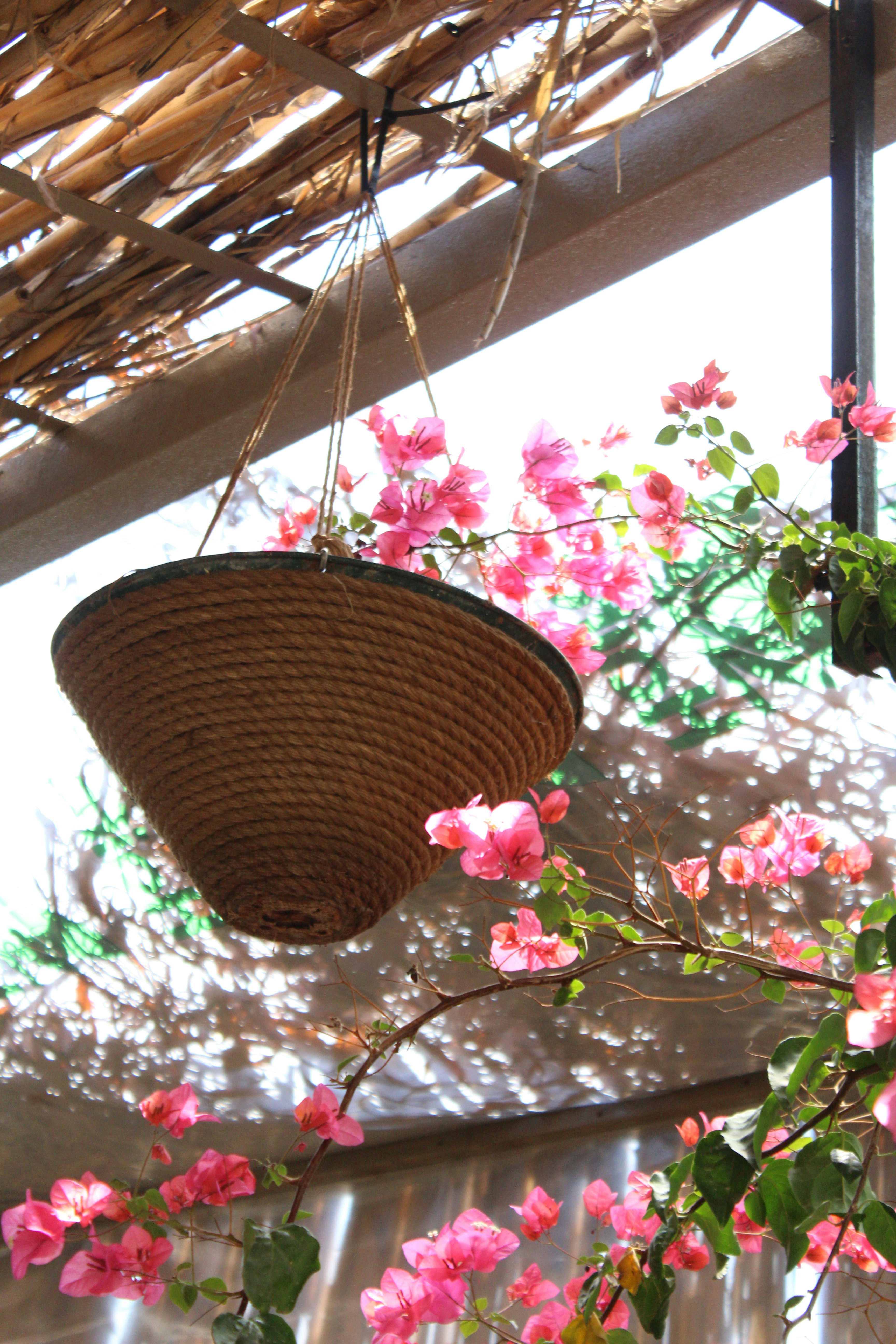 Hanging basket with pink bougainvillea flowers