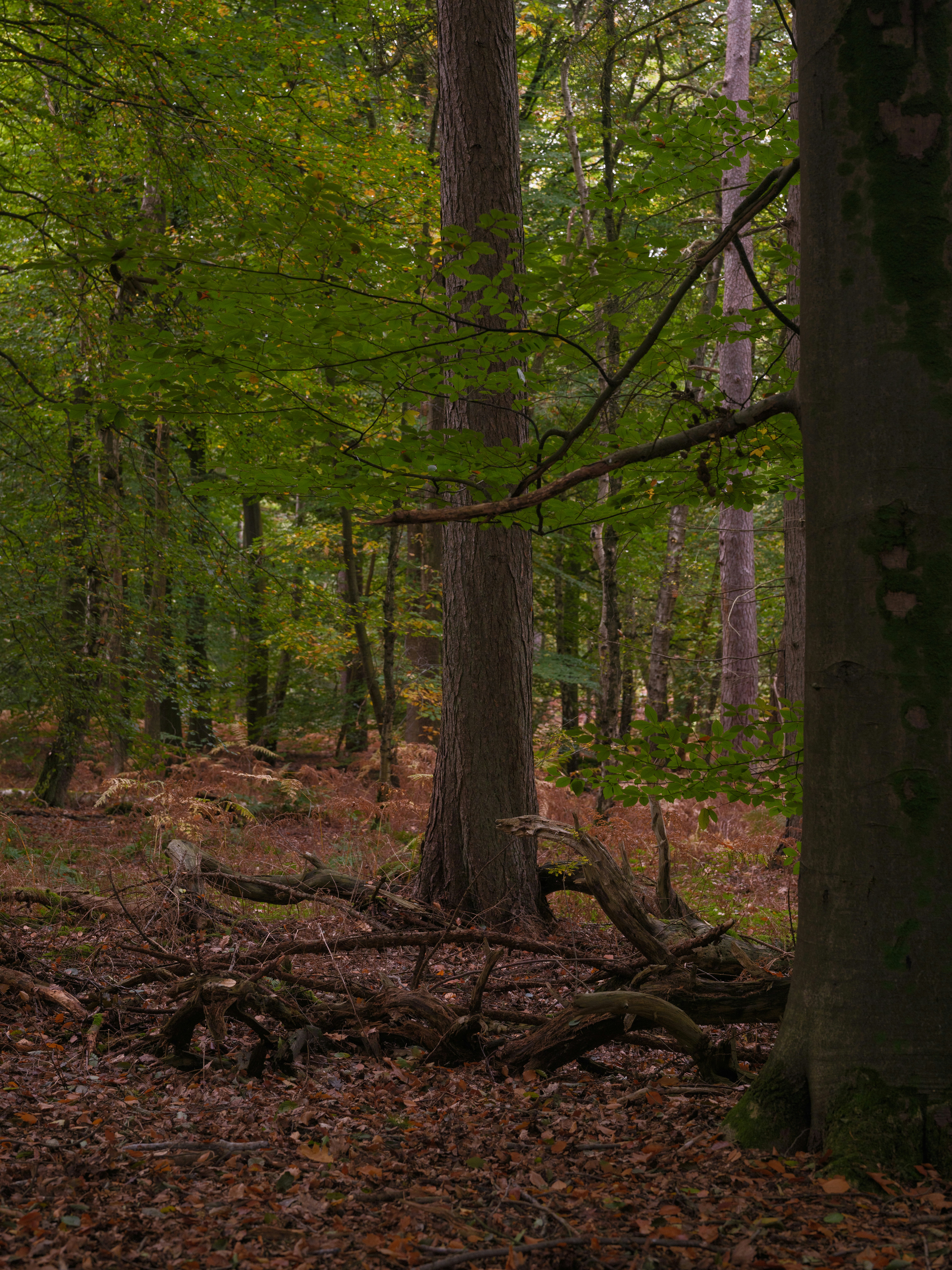 Forest Scenery | Dense forest with fallen branches and autumn leaves