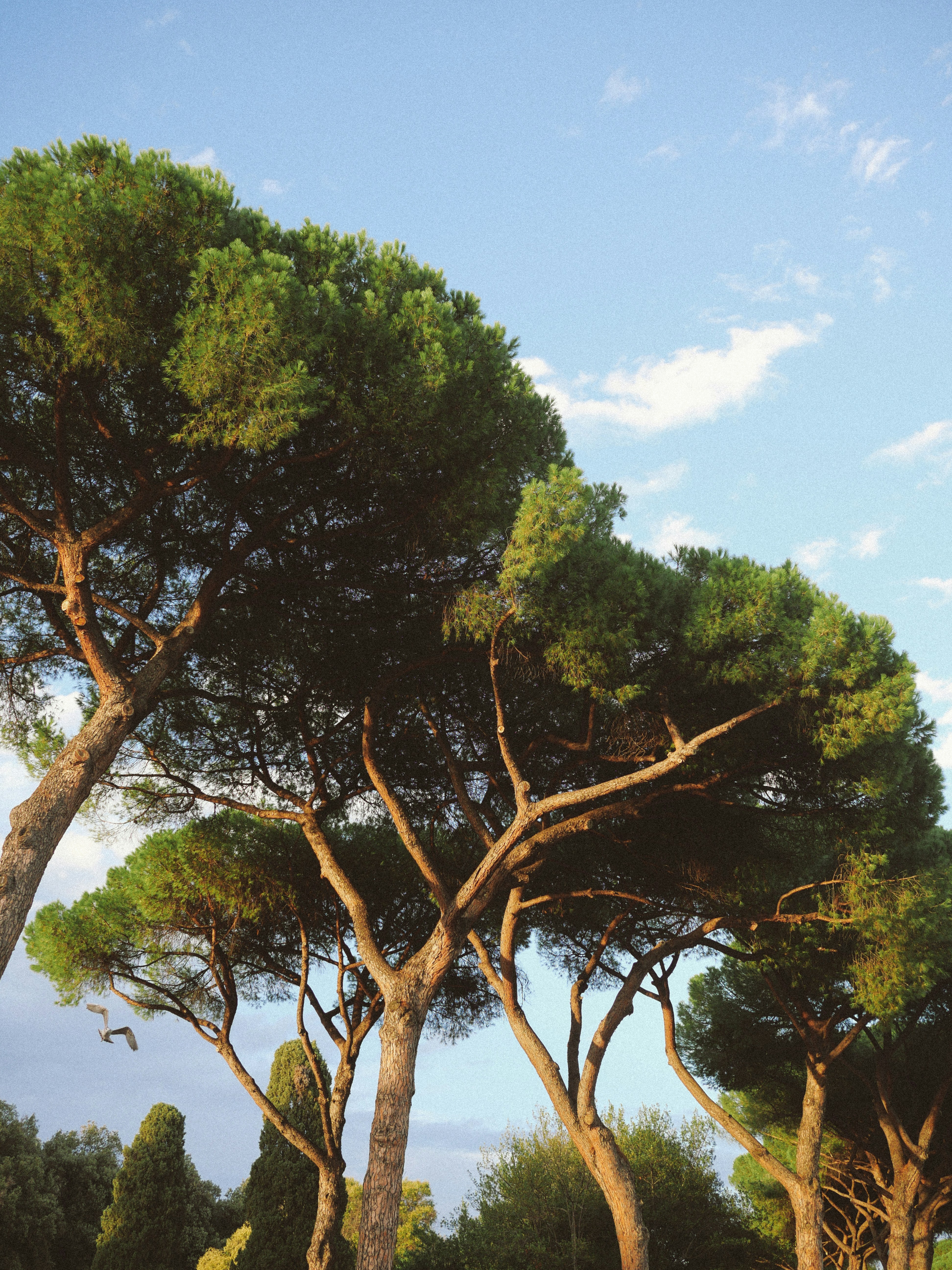 Pine trees against a blue sky with clouds