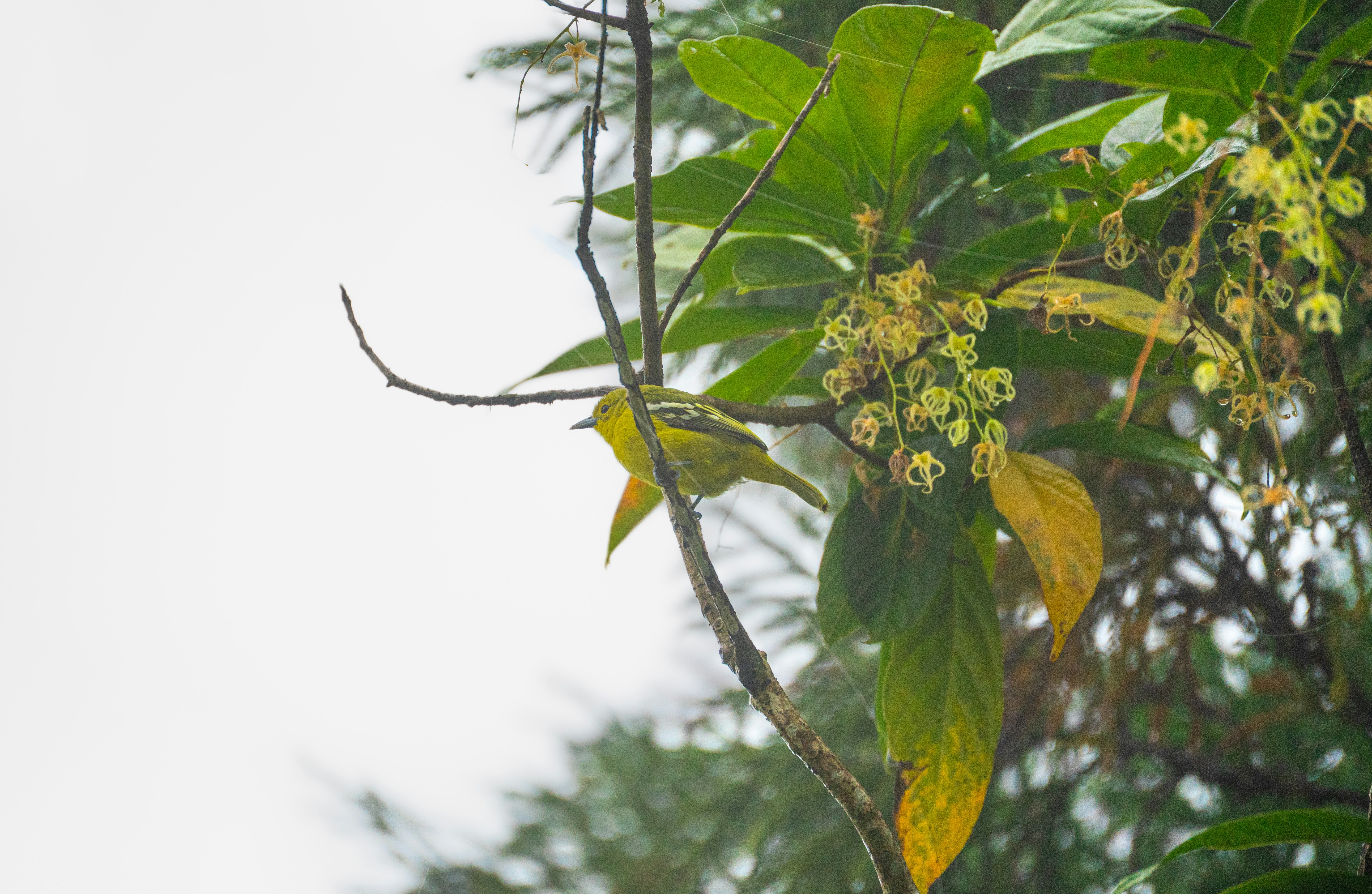 Whispers Among Leaves: A Feathered Encounter