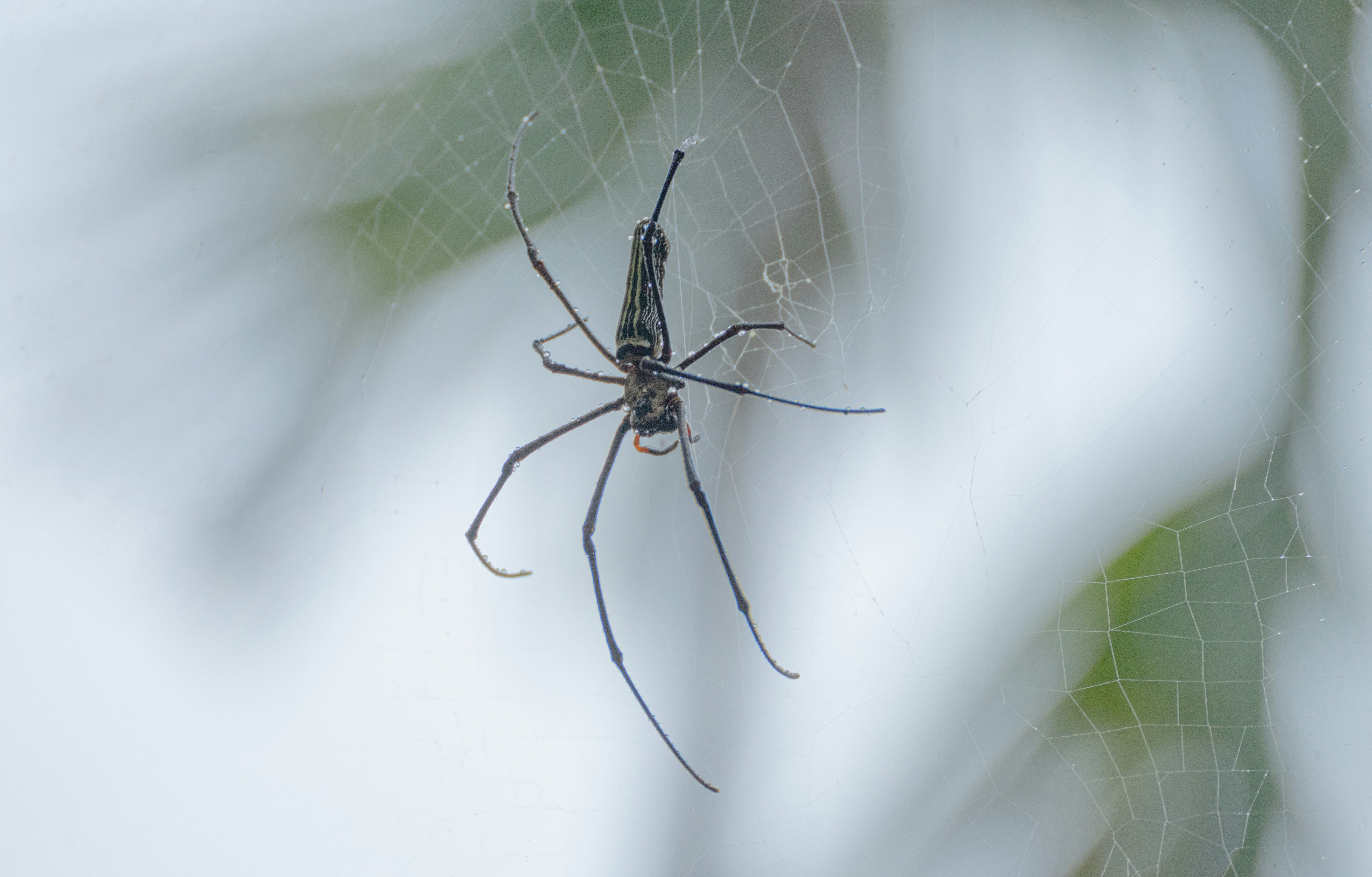 Behold the ethereal elegance of the long-jawed orb weaver spider (Tetragnatha spp.), suspended like a delicate architect in its intricate orb web. This captivating close-up photograph captures the arachnid's slender form against a dewy backdrop, where sunlight filters through gossamer threads, highlighting the spider's black and white striped abdomen that gleams with subtle iridescence. With legs spanning up to three inches, this long-legged spider stretches across its silken domain, a testament to nature's precision engineering. | A large spider hangs on its web.