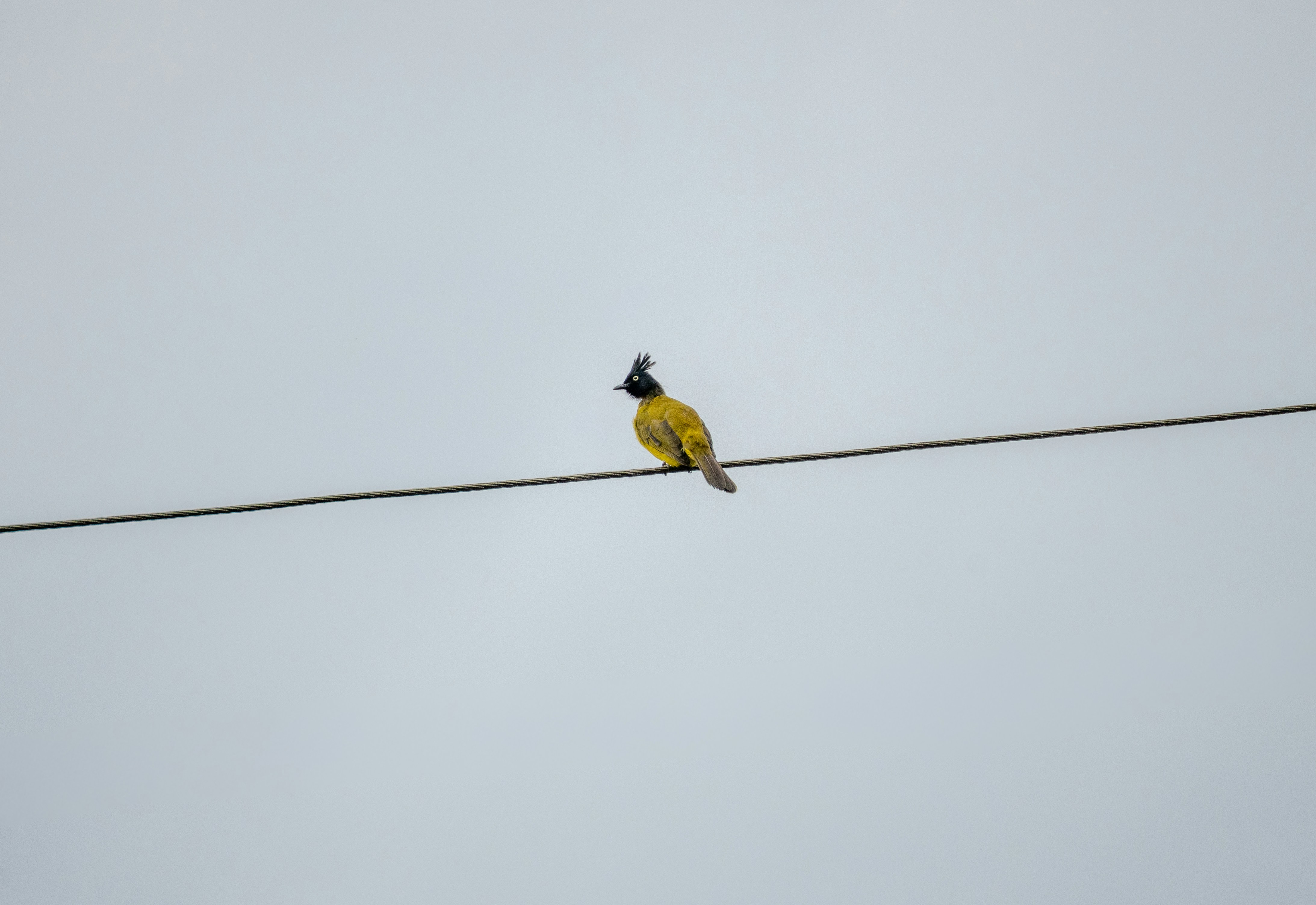 The Crowned Songbird on a Wire