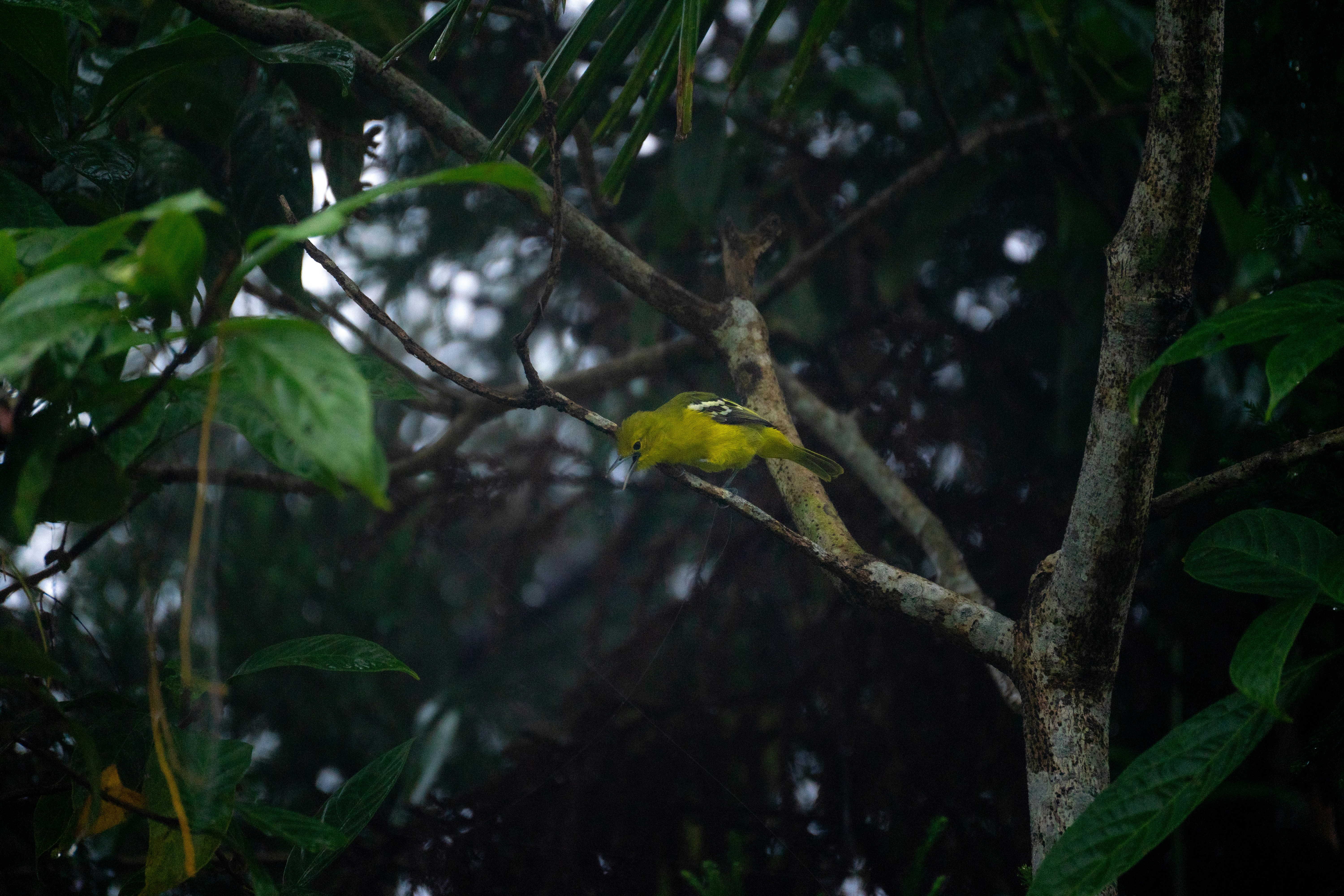 Witness the acrobatic grace of the Black-and-white Warbler (Mniotilta varia), a pint-sized nuthatch mimic captured mid-perch in this lush, leaf-dappled portrait. With its boldly striped black-and-white plumage gleaming like a feathered zebra suit—crown, back, and wings etched in crisp contrast—this tiny dynamo clings to a slender branch amid vibrant green foliage and dangling seed pods. The subtle yellow tint on its underbelly? A trick of dappled sunlight filtering through tropical canopy, turning stark whites to warm ochre hues. | A small yellow bird perched on a tree branch.