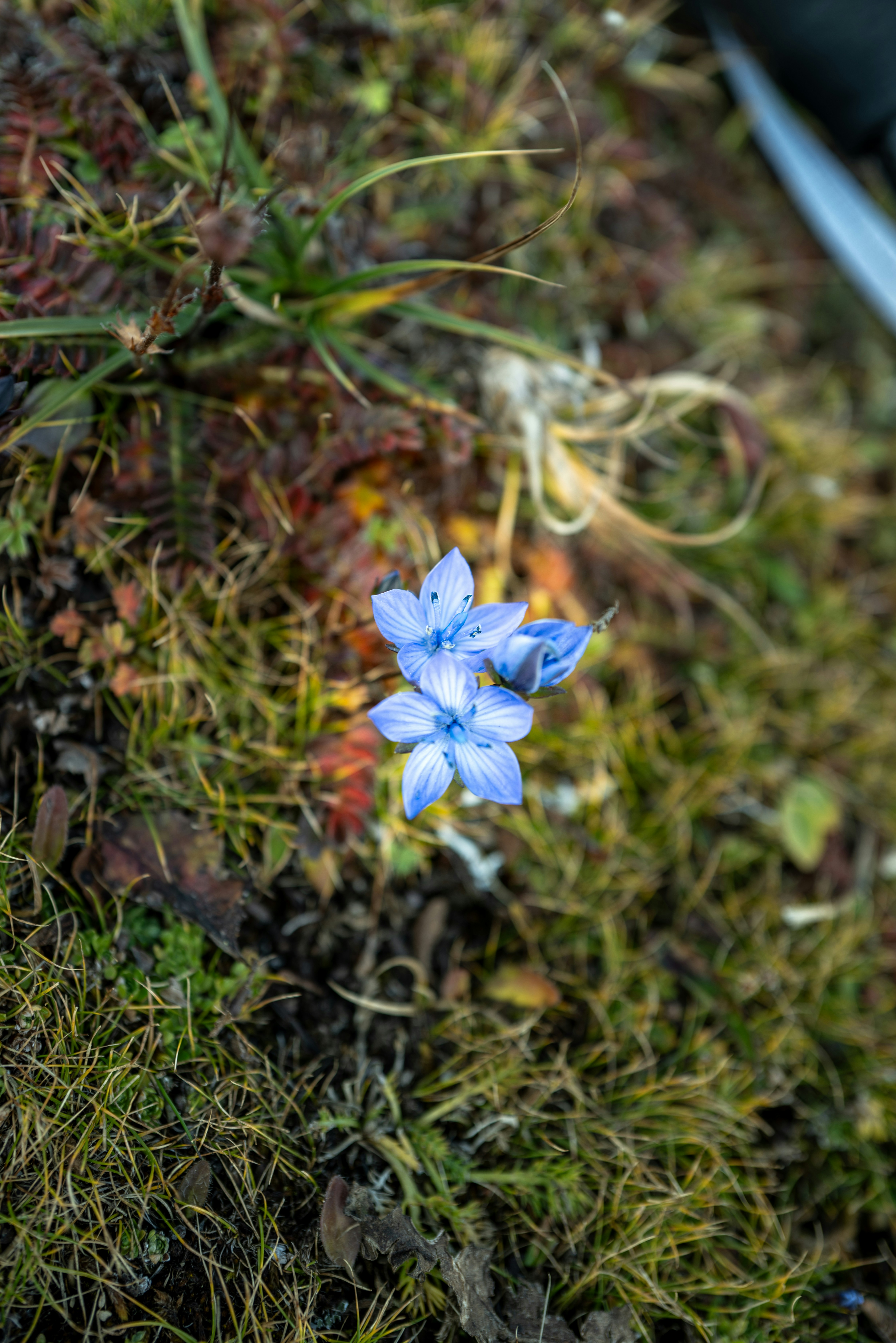 Whispers of Spring: A Delicate Bloom