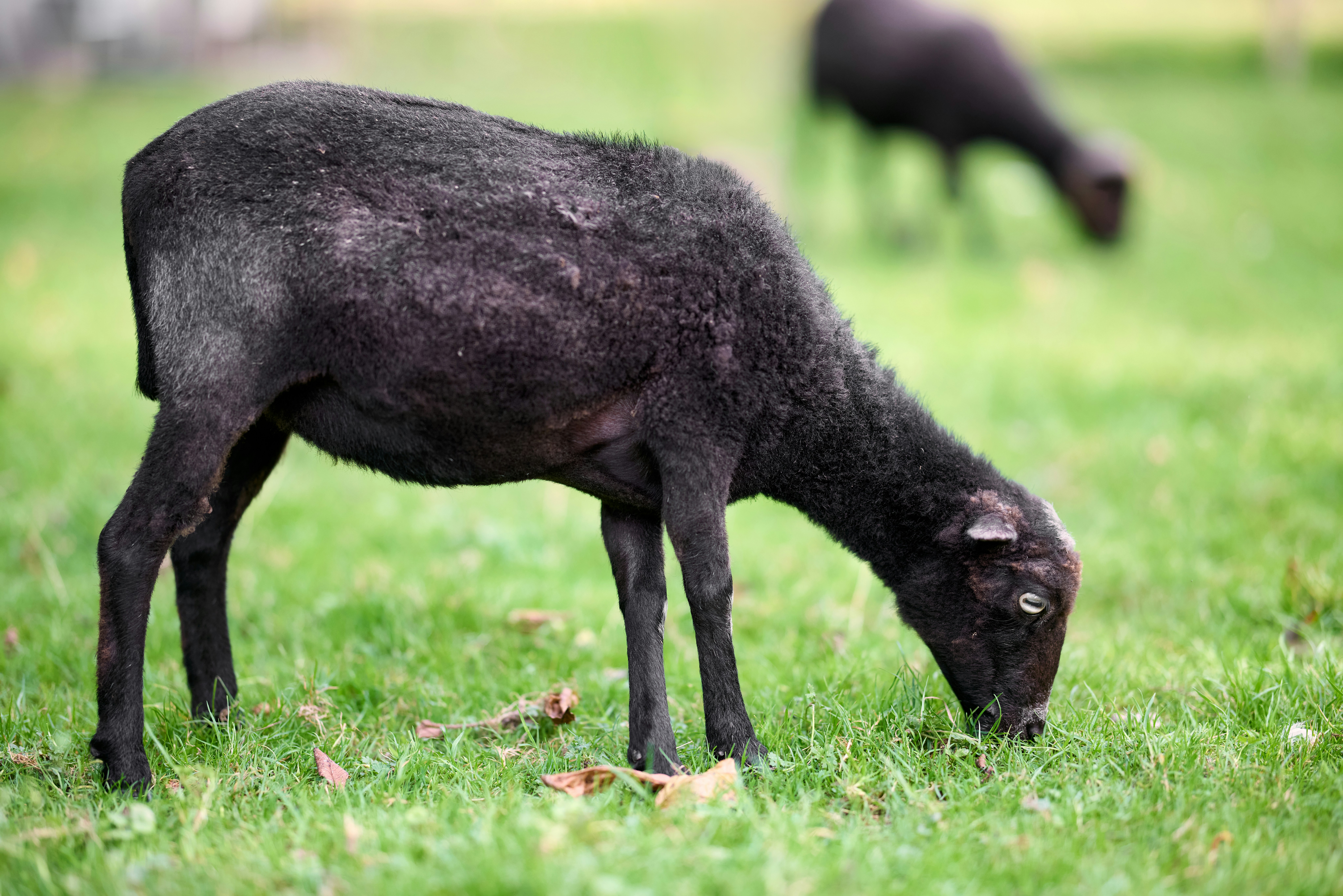 A black ouessant sheep grazes peacefully in a vibrant green pasture, with another blurred in the background, depicting a serene farm scene and natural beauty. | A black sheep grazes in a green grassy field.
