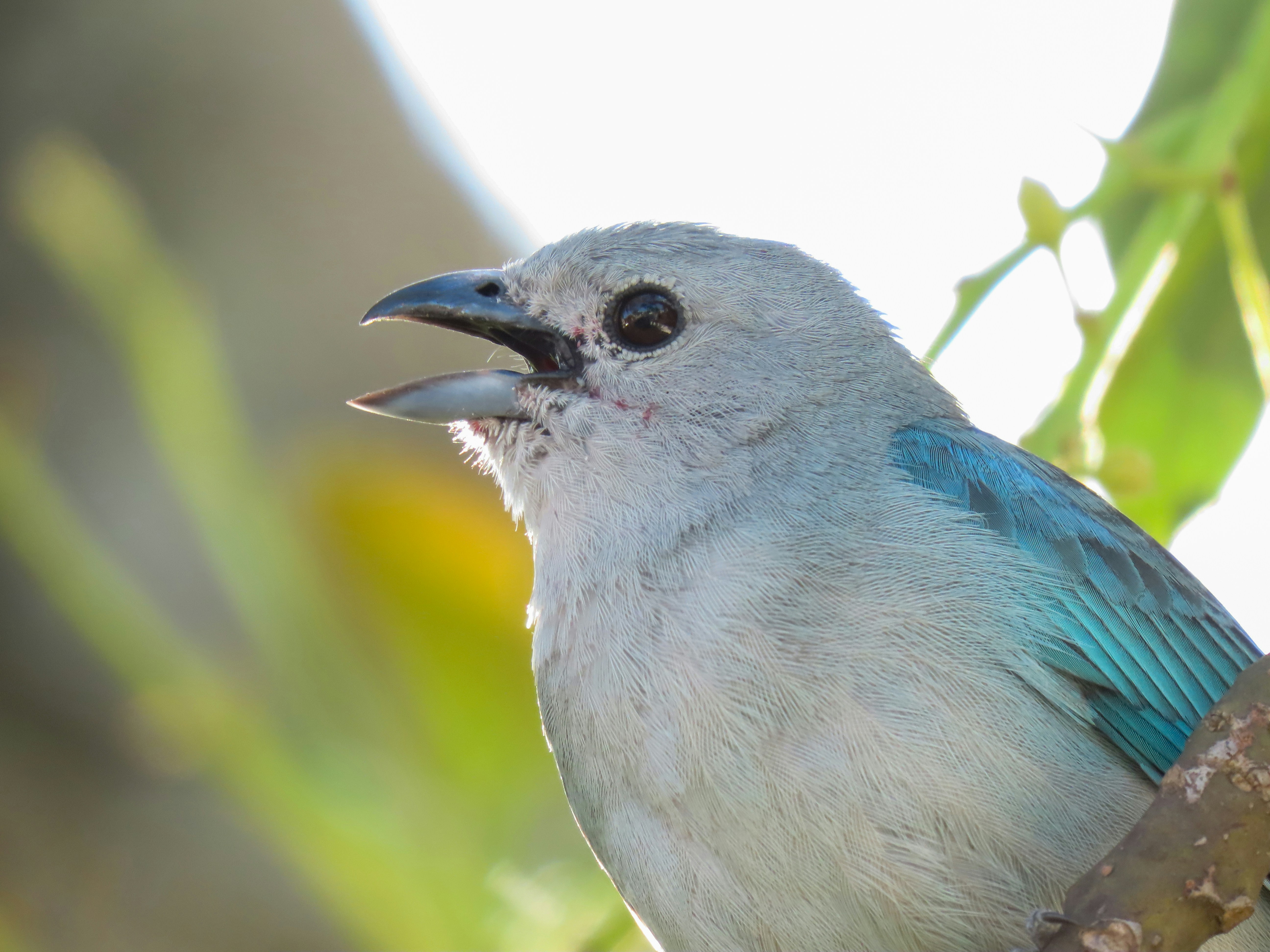 Melodic Moments: A Close Encounter with Nature's Songbird