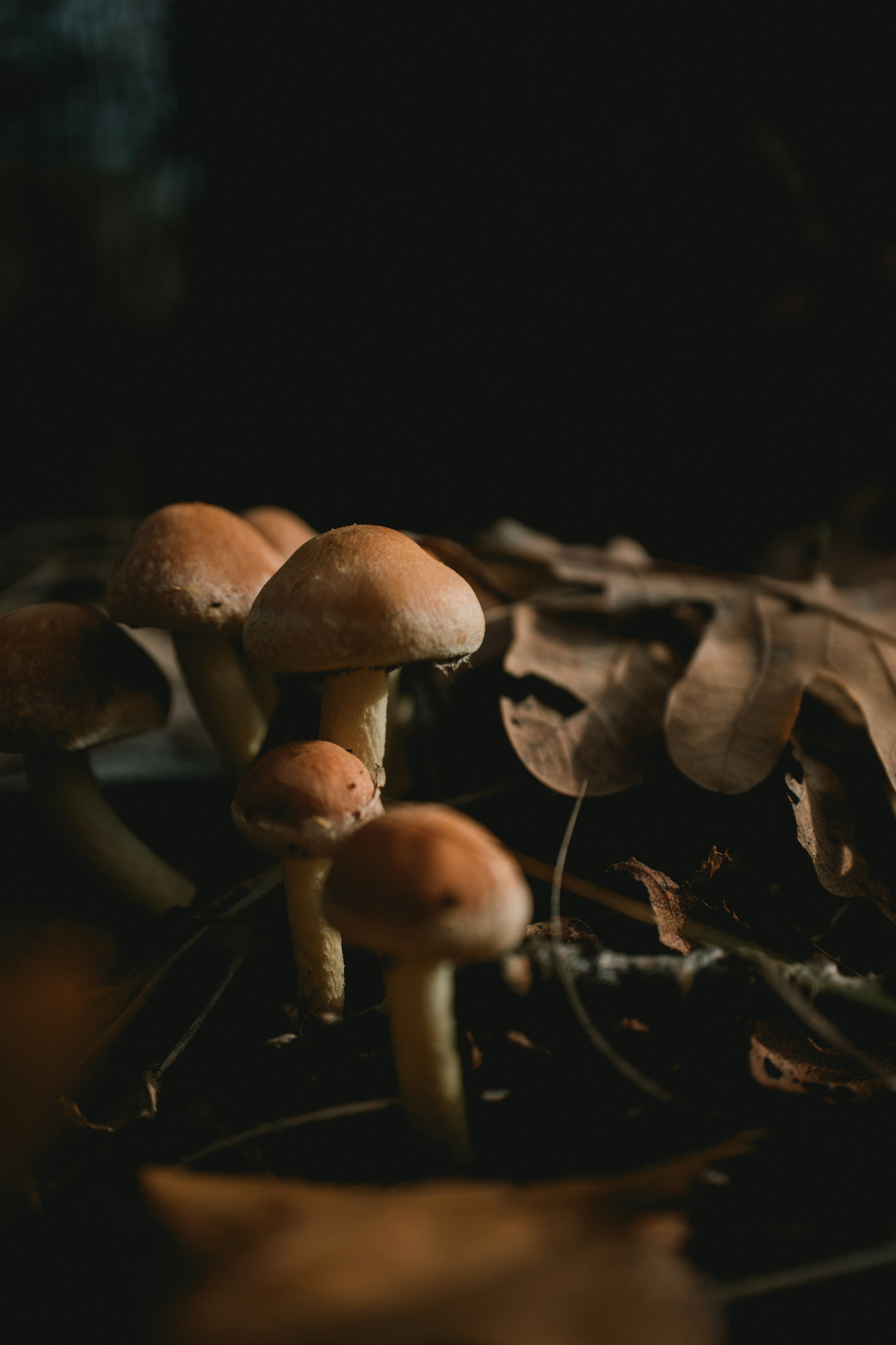 Group of brown mushrooms growing among fallen leaves
