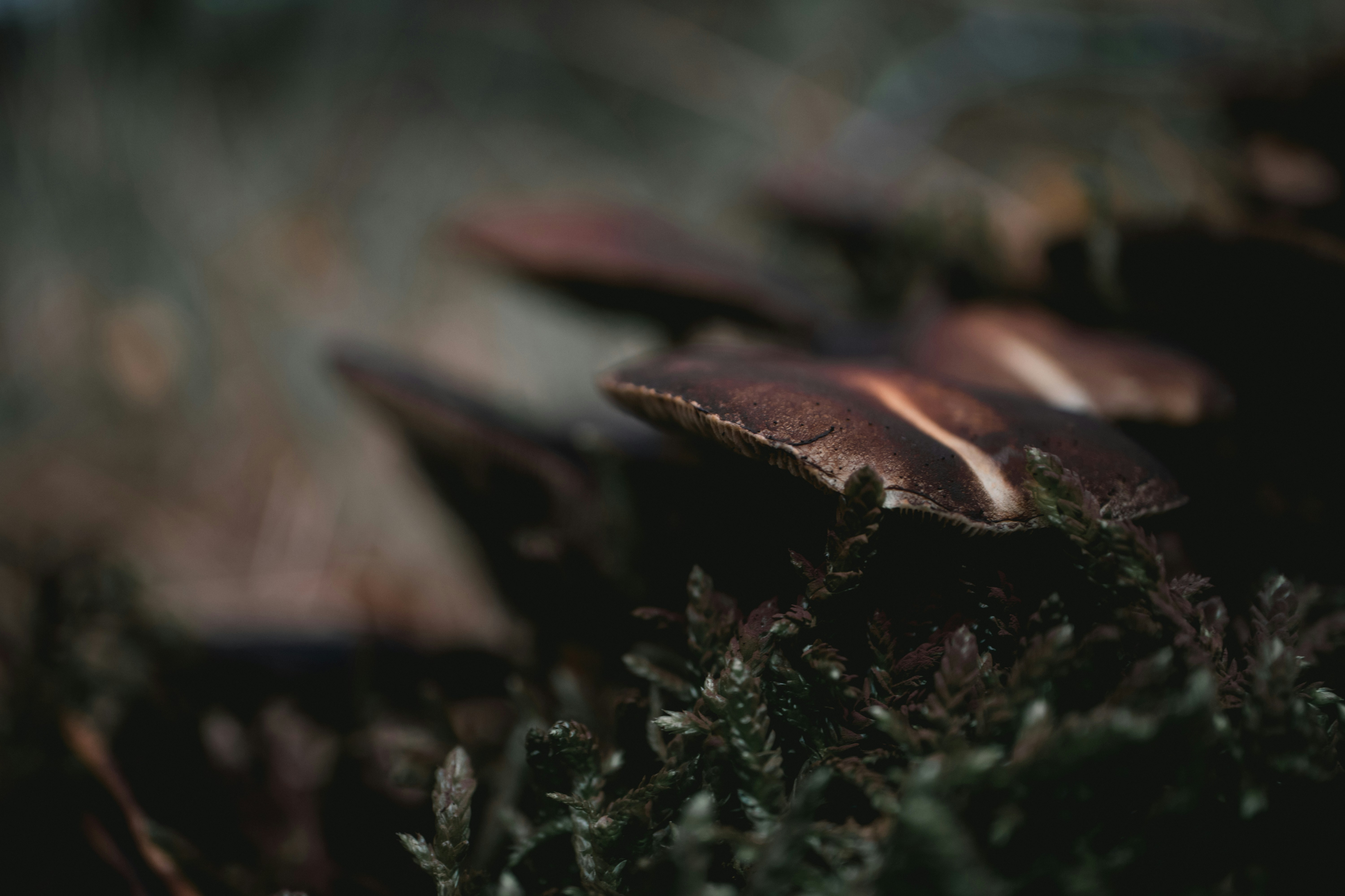 Whispers of the Forest Floor
