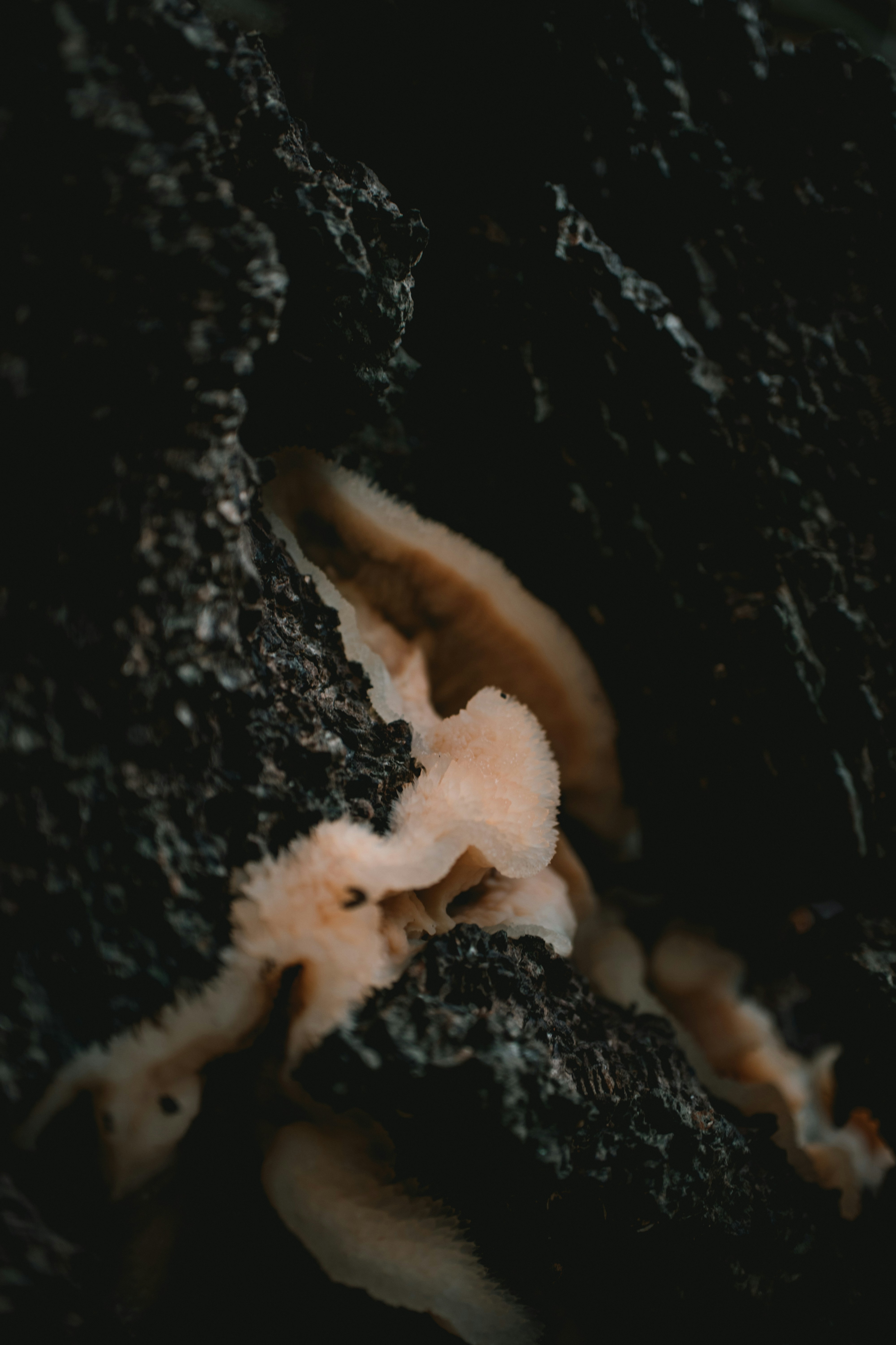 Whispers of the Forest: Nature's Hidden Fungi