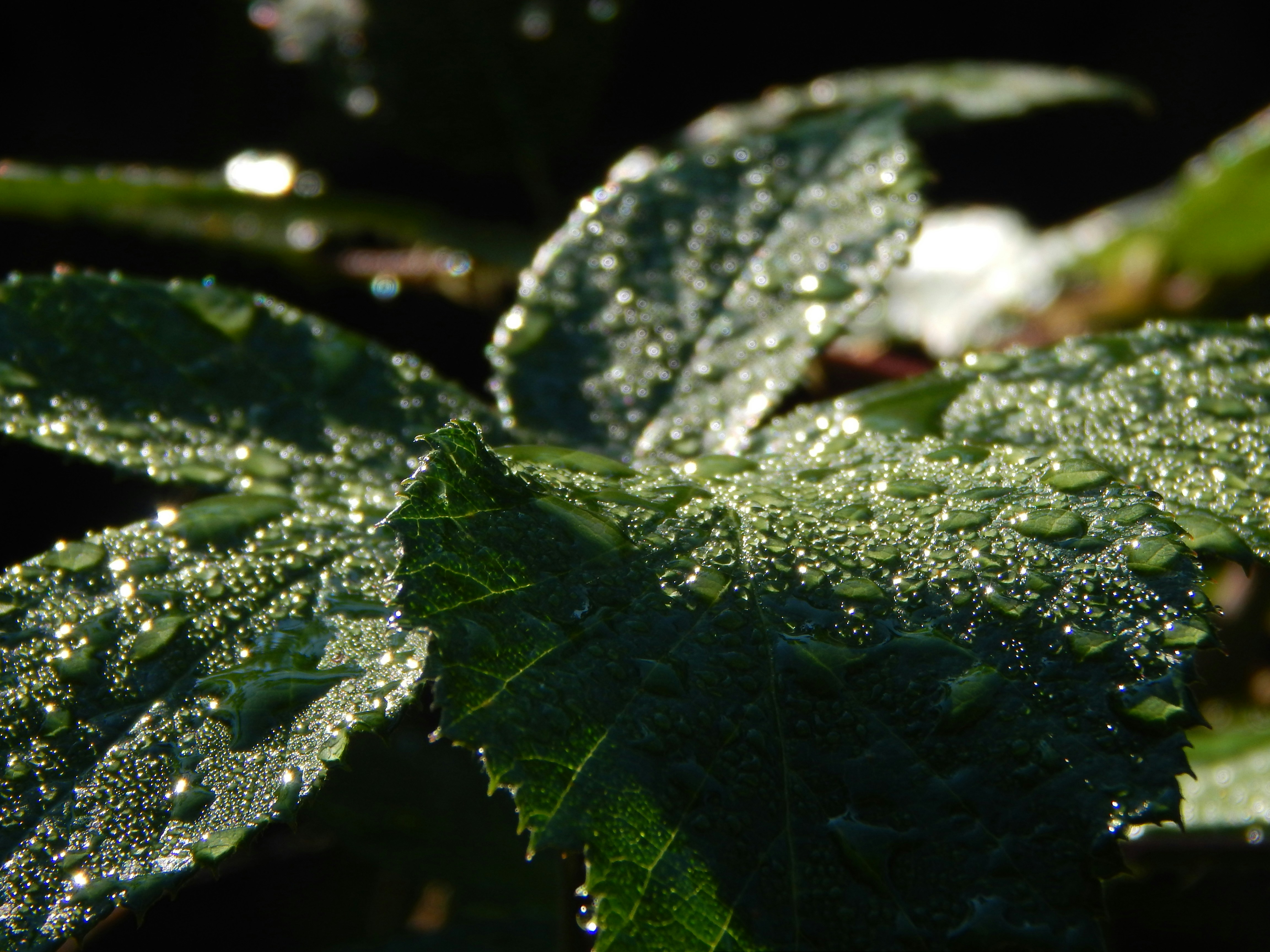 Nature's Crystal Canvas