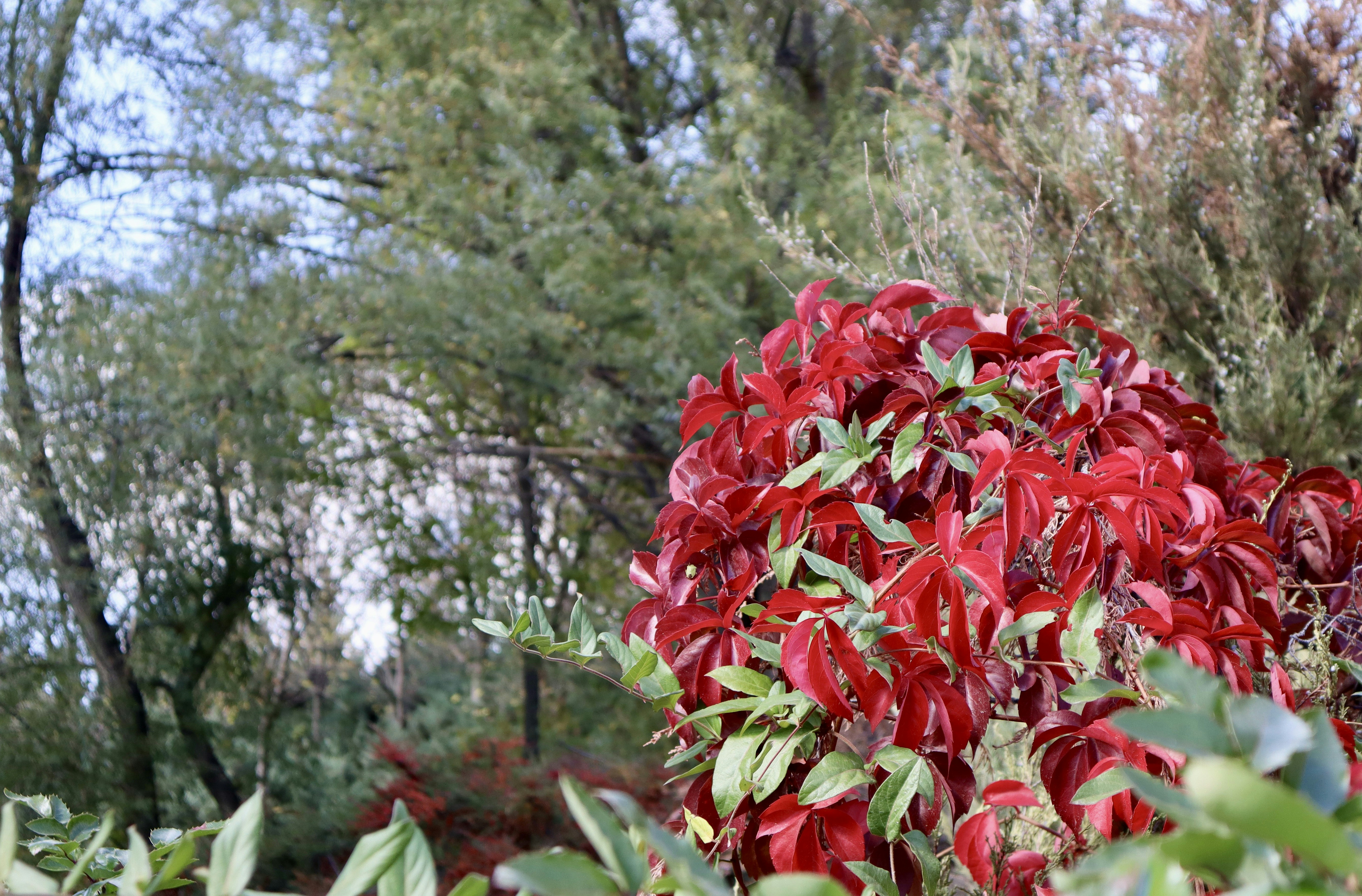 Crimson Foliage Amidst Verdant Serenity