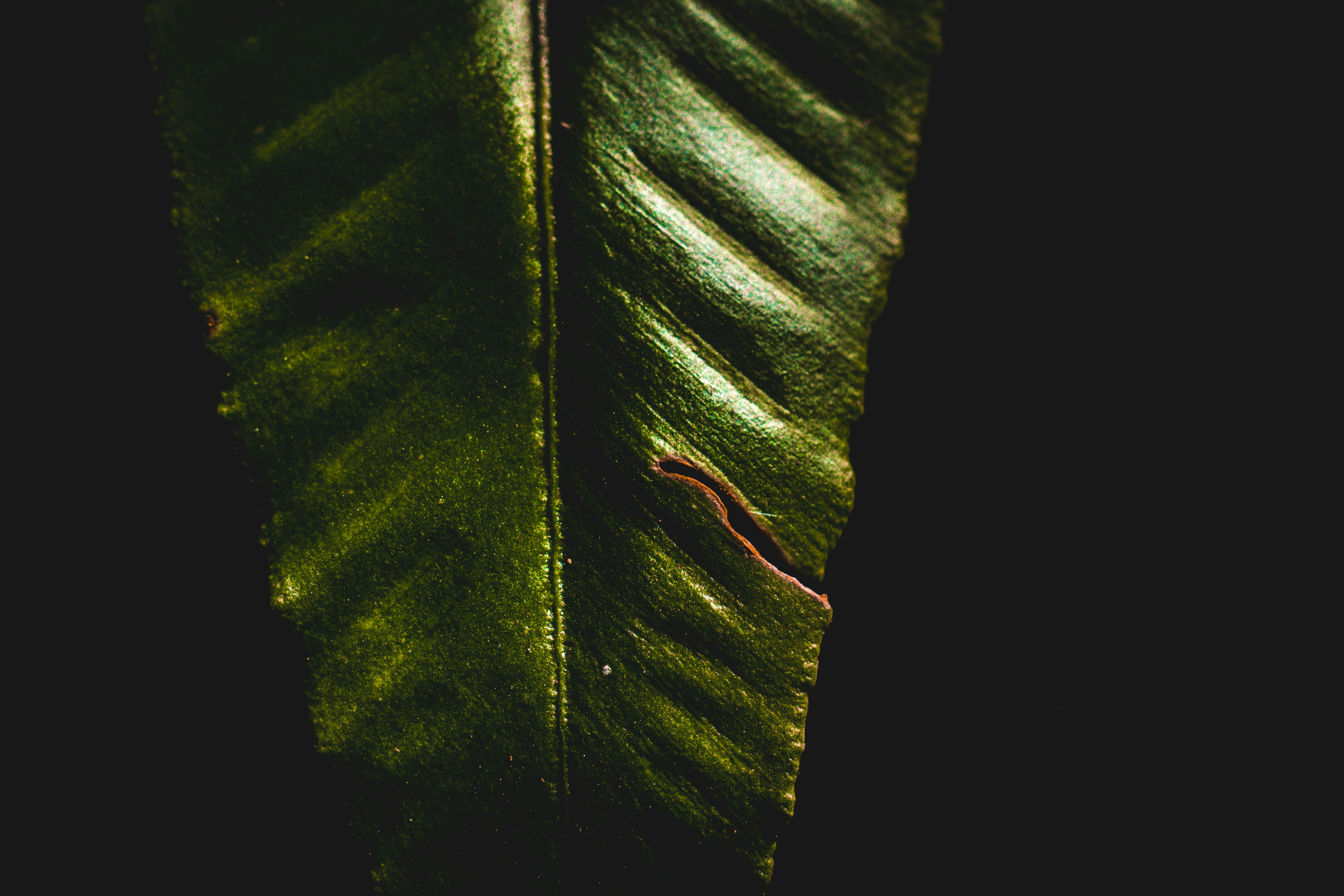 Whispers of Nature: The Leaf's Story
