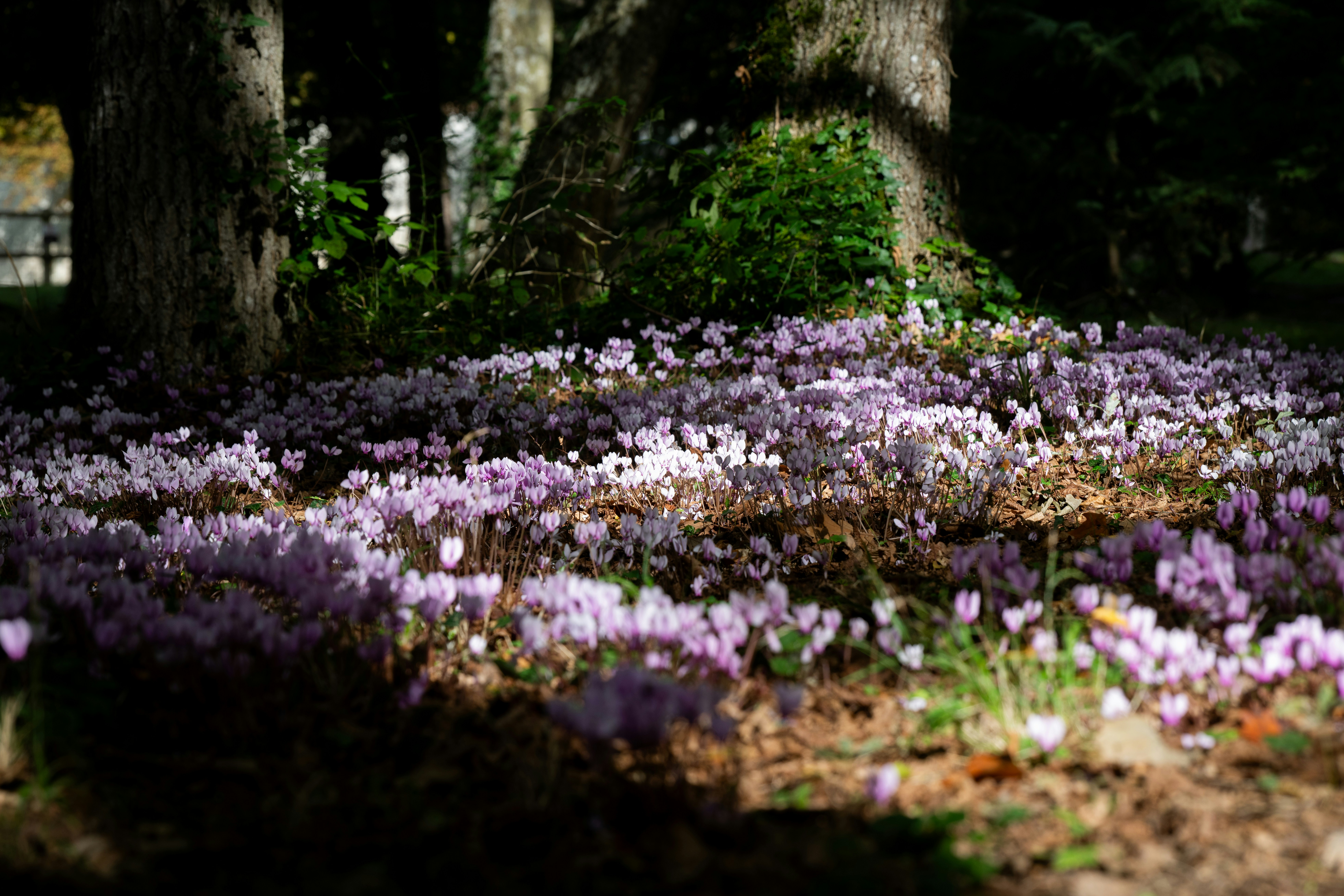 Whispers of Spring: A Floral Tapestry Beneath the Canopy