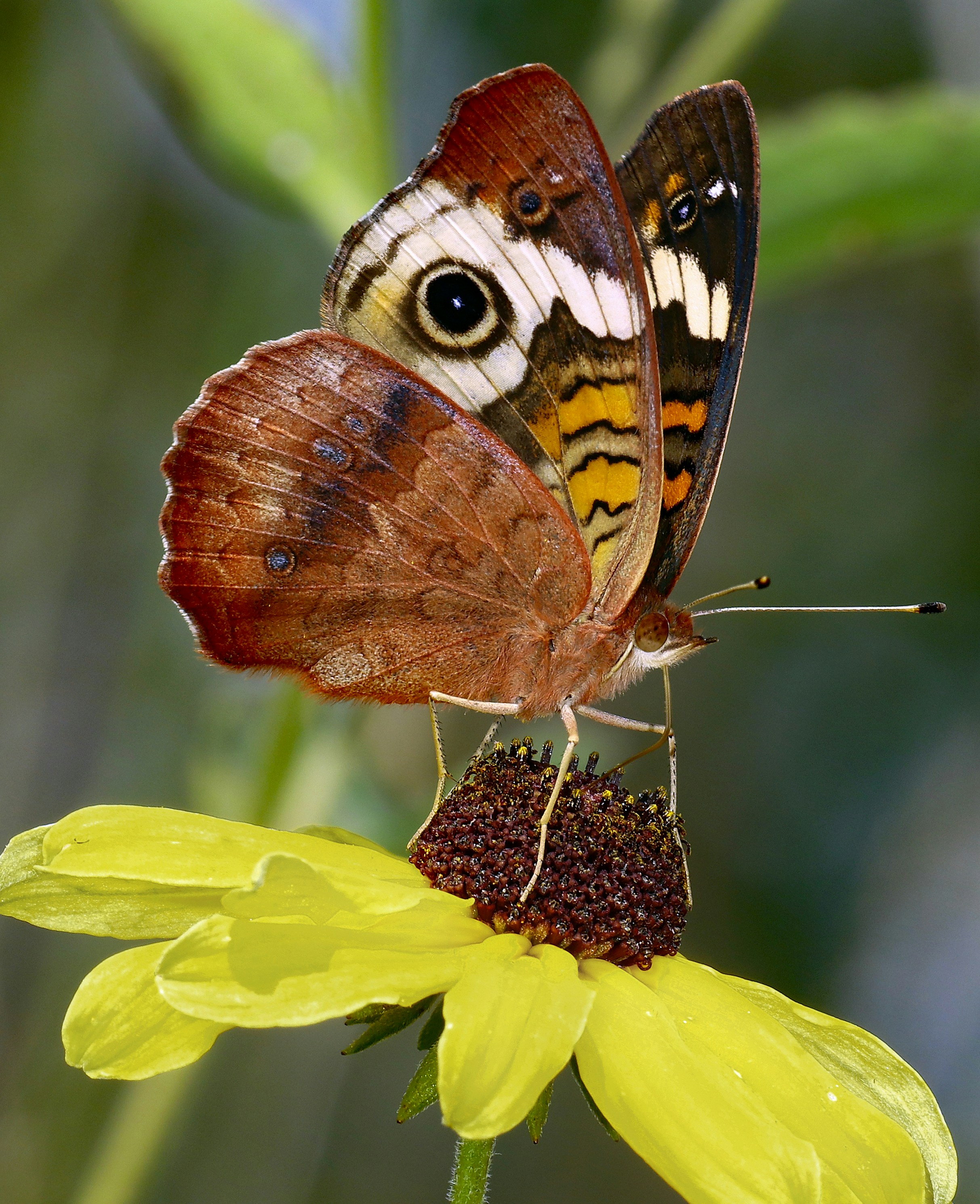Nature's Delicate Artisan: The Butterfly's Palette