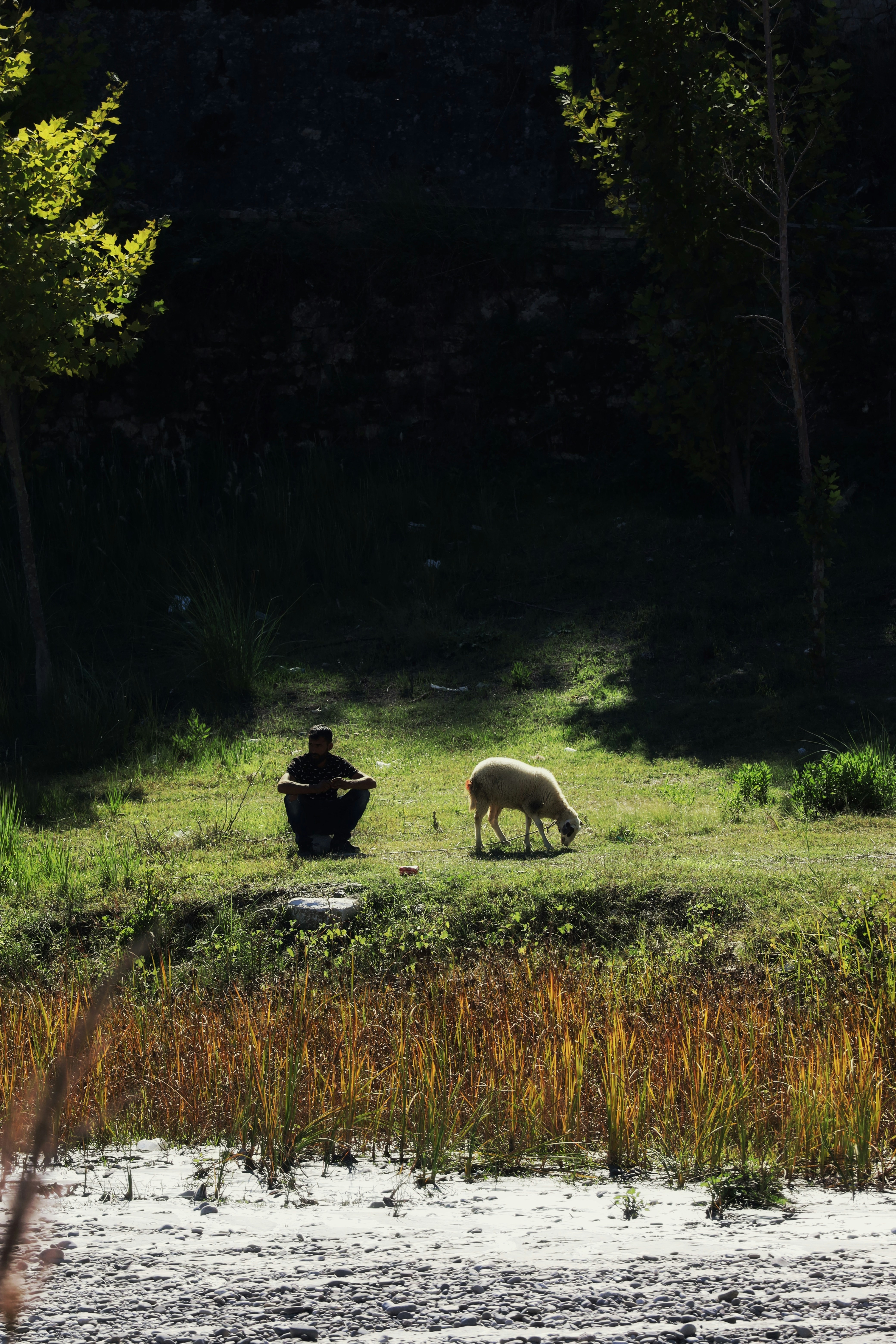 A guy with a sheep in Berat, Albania | Man and sheep in a grassy field