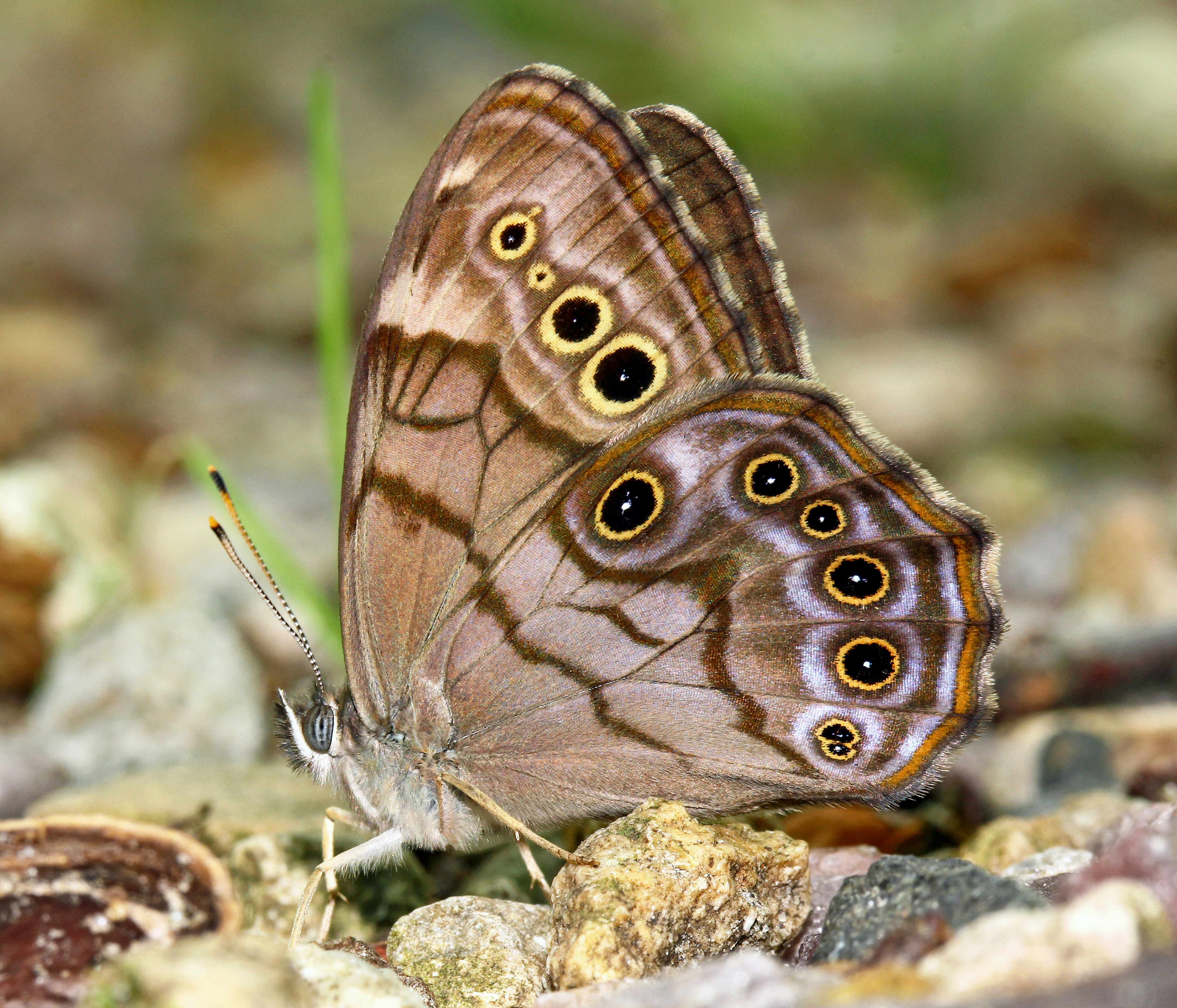 Northern Pearly-eye (Enodia anthedon) Ice Age National Scientific Reserve Unit, Baraboo, WI, USA taken: 6/15/2012, image no: IMG_8449aaaaVsn2 | A brown butterfly with eye spots rests on the ground.