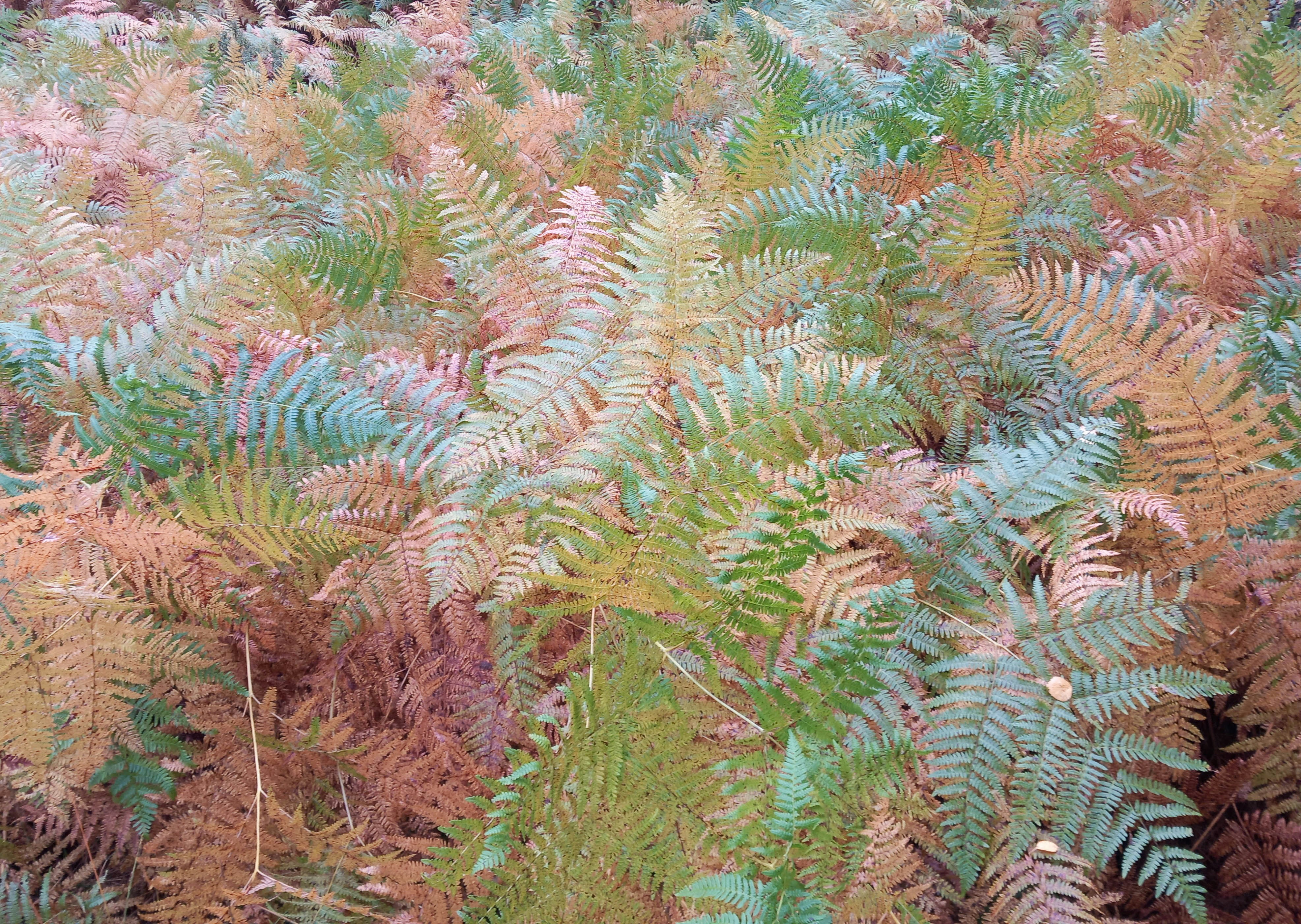 Autumn Ferns at Loch Ruthven | Autumn ferns in a forest with colorful foliage.