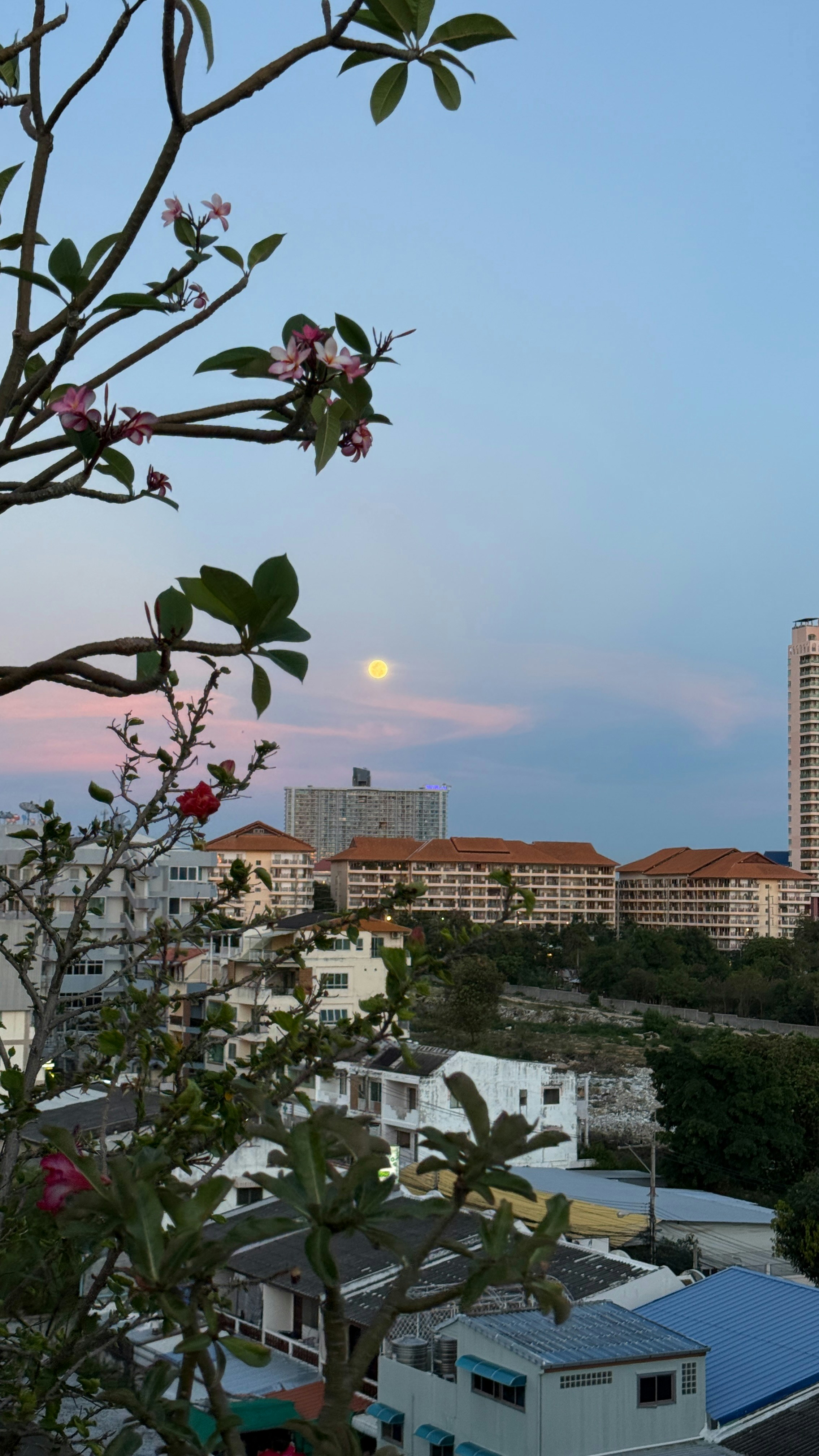 Urban Serenity: A Moonlit Evening Amidst Blossoms