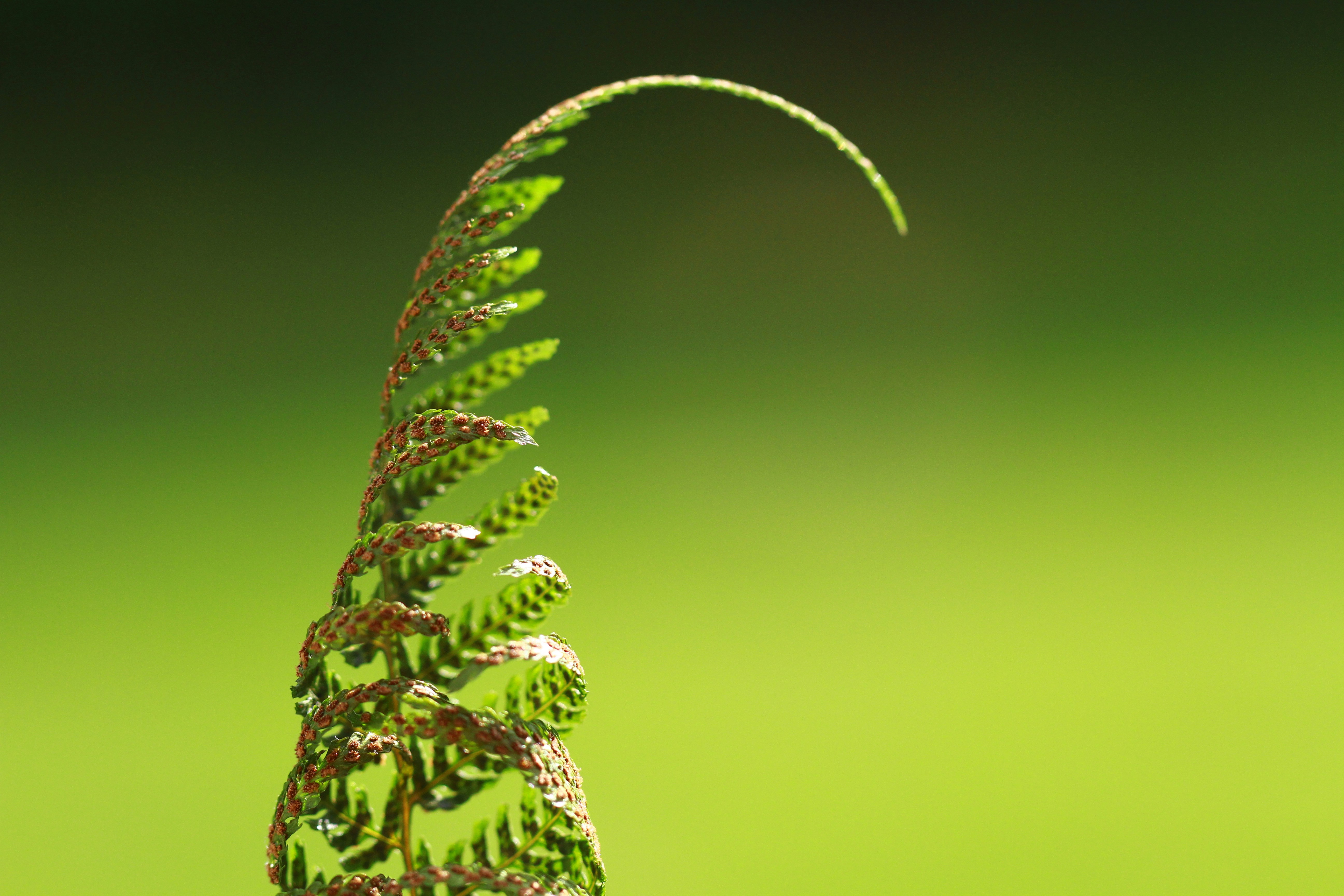 Macro shot of a fern leaf | Close-up of a unfurling fern frond on green background